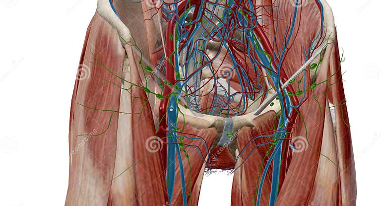 The Inguinal Lymph Nodes Are In The Groin Area And Classify As Superficial And Deep Stock