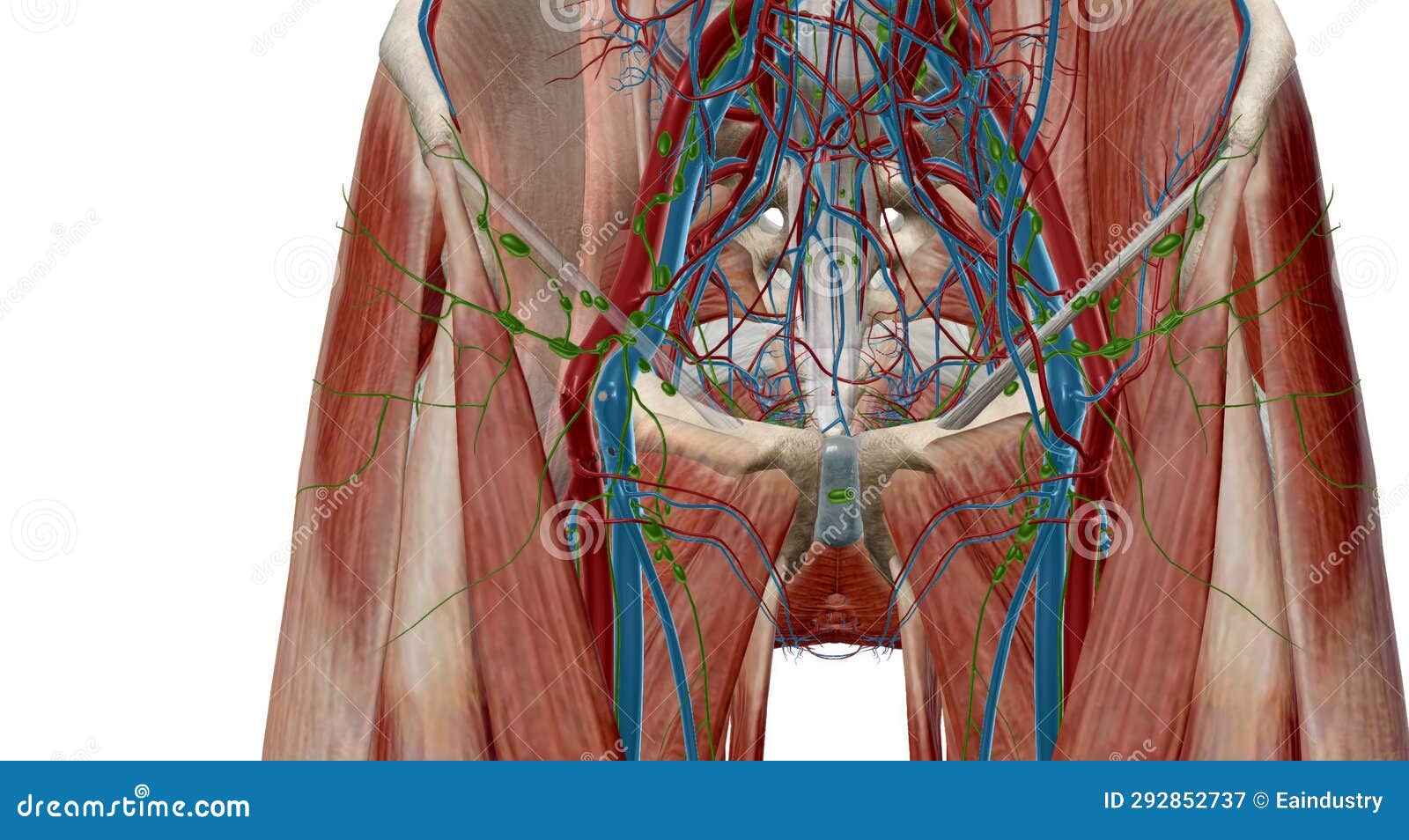 The Inguinal Lymph Nodes Are In The Groin Area And Classify As Superficial And Deep Stock