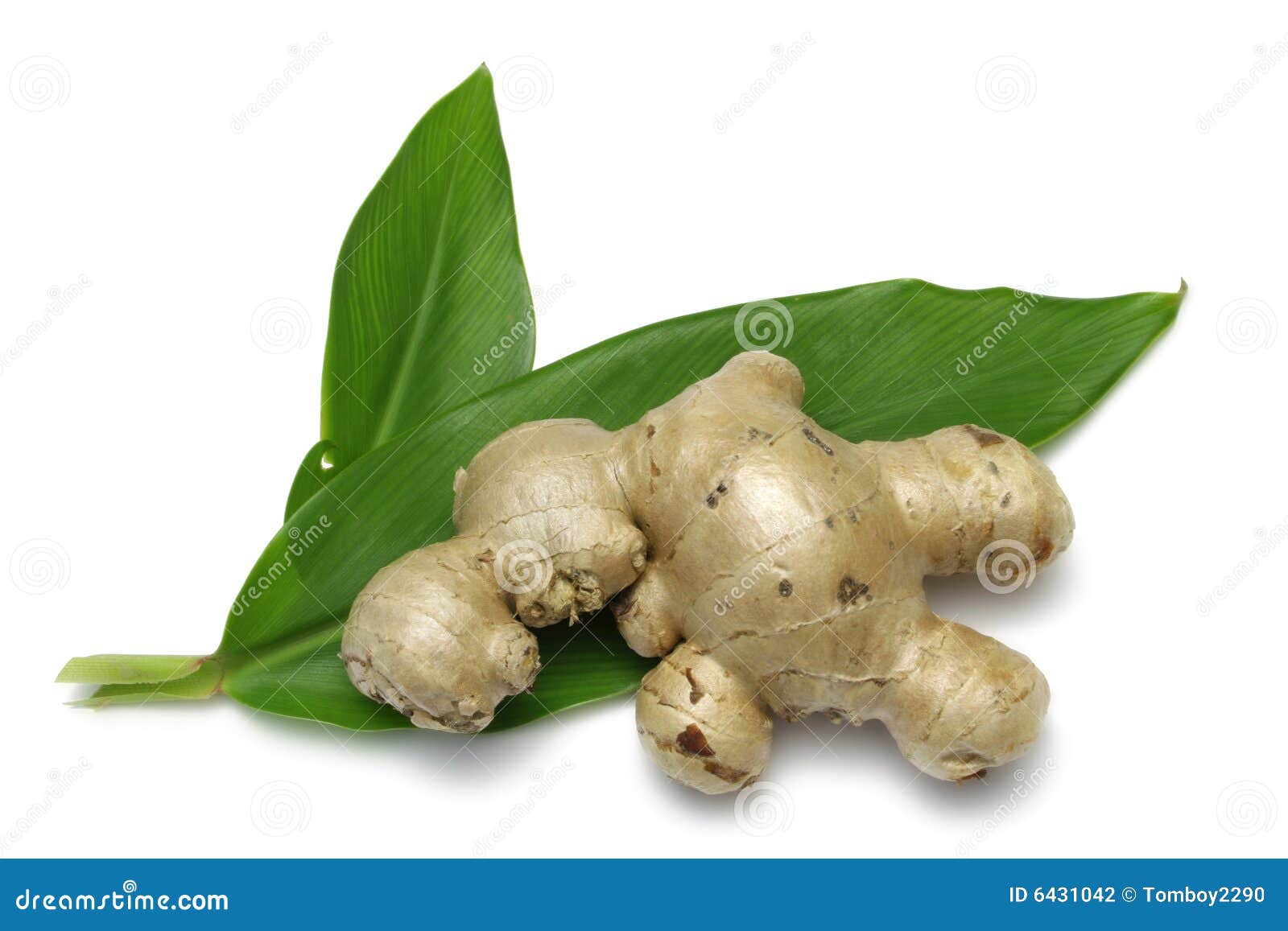 Ingwer stockfoto. Bild von ausschnitt, gewürz, wurzel - 6431042