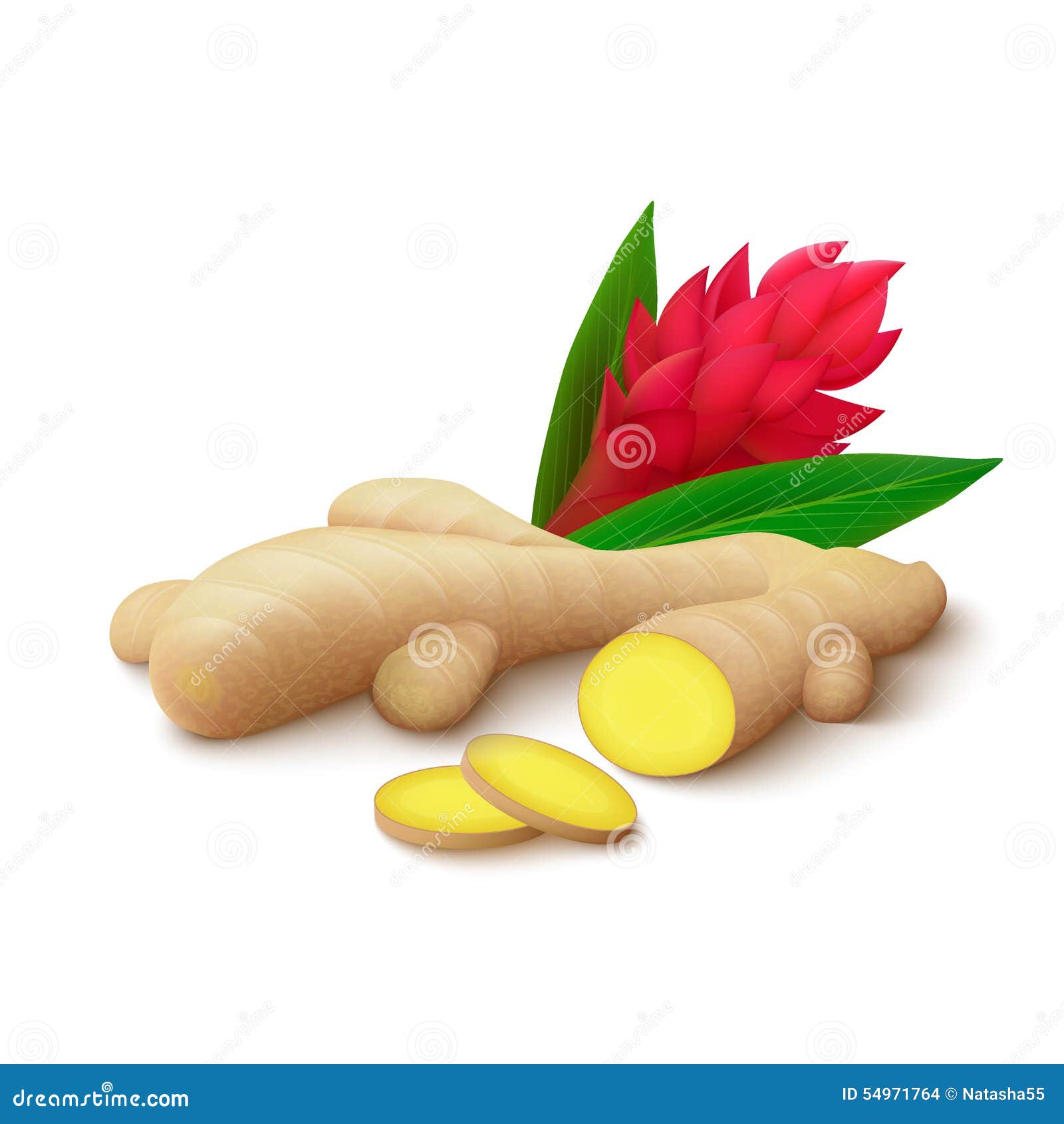 Ingwer Auf Weißem Hintergrund Vektor Abbildung - Illustration von ...