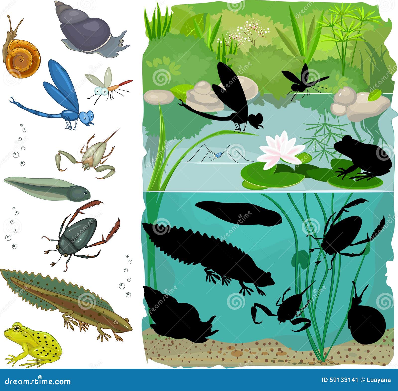 Amphibious Set. Find Correct Shadow. Cartoon Vector | CartoonDealer.com ...