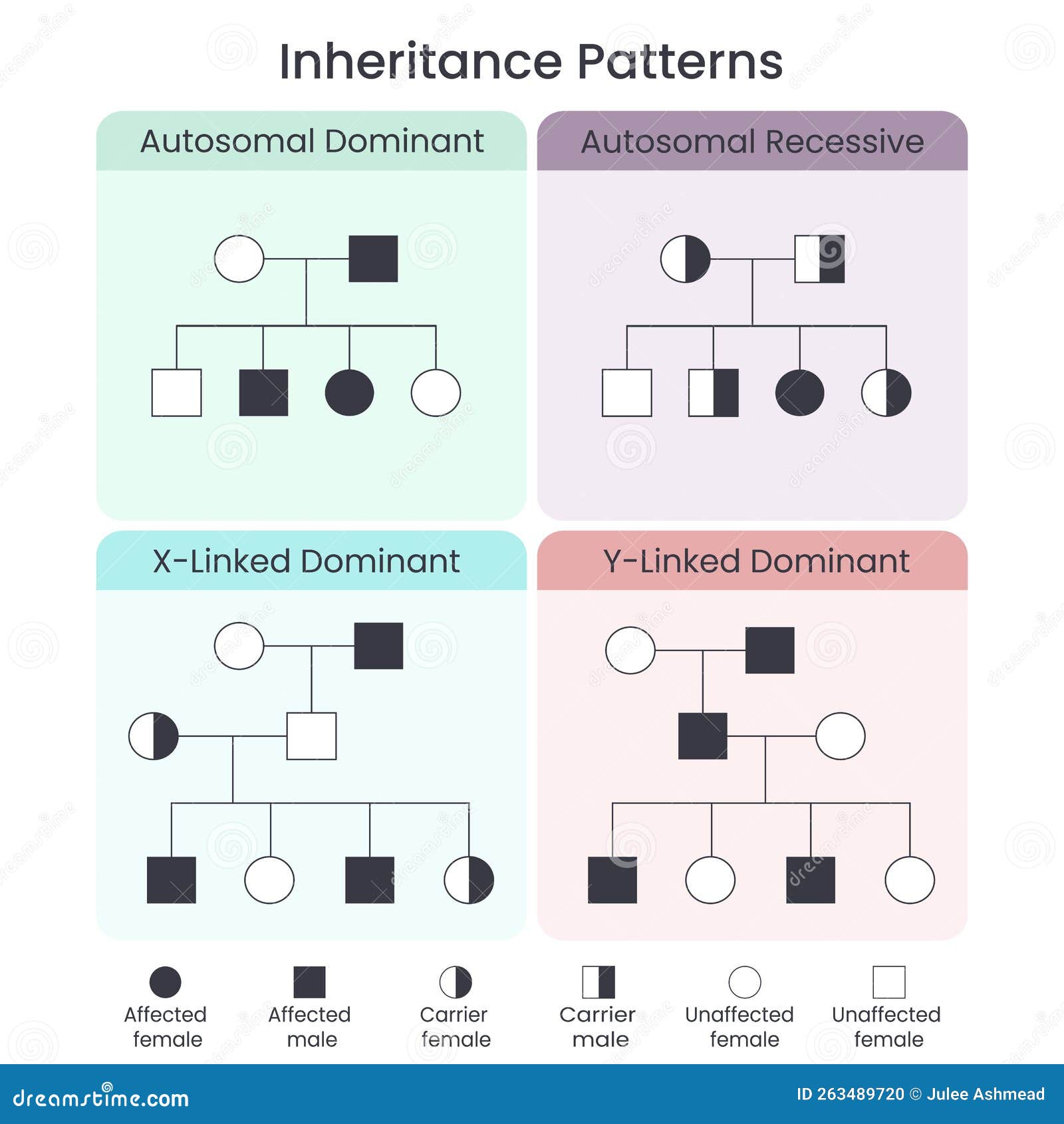 Genetic Inheritance Patterns Scientific Vector Illustration Infographic ... Genetic Inheritance Patterns Scientific Vector Illustration Infographic ...