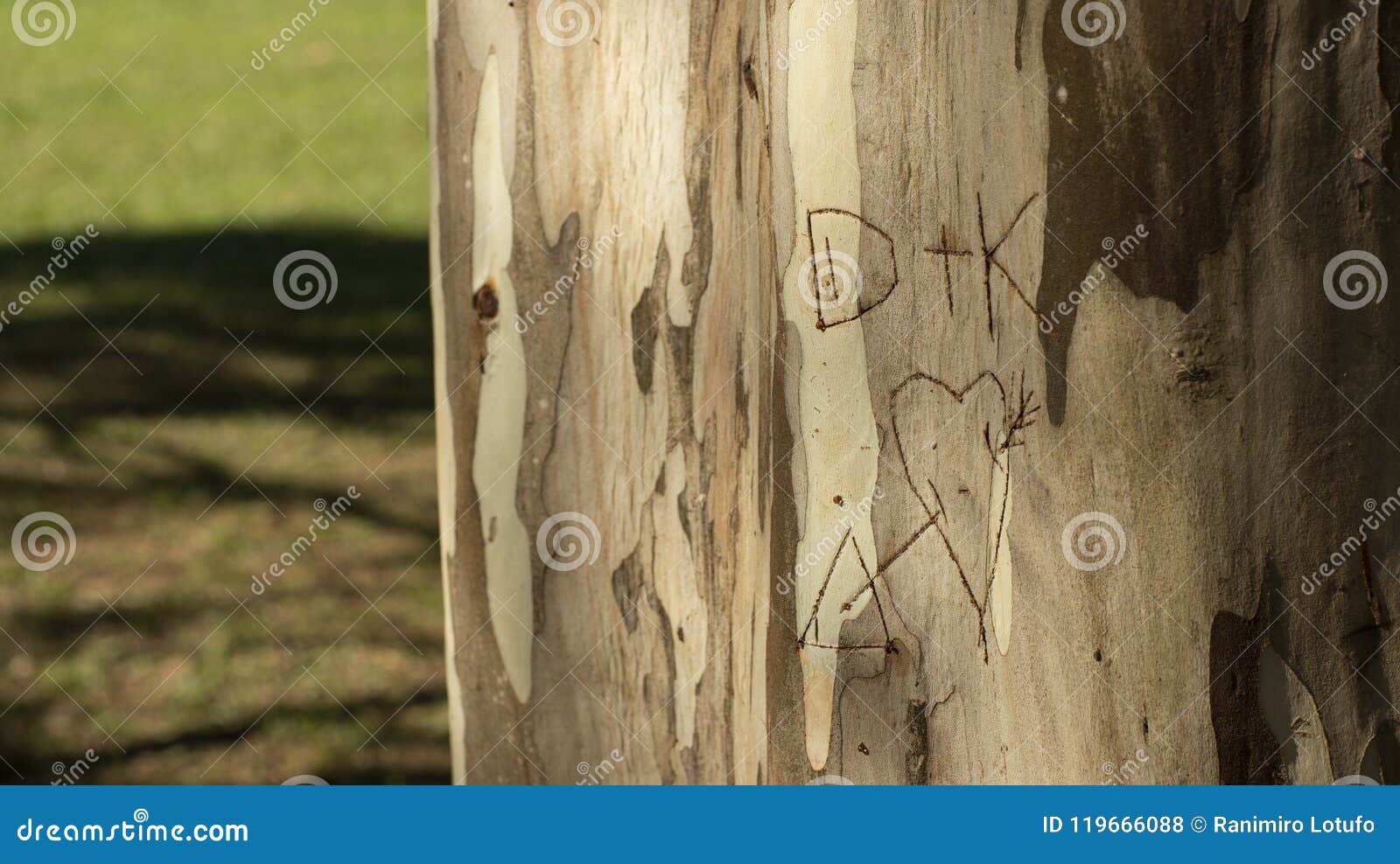 Initial Lovers Written in a Tree Trunk, Eucalyptus Trunk Stock Photo ...
