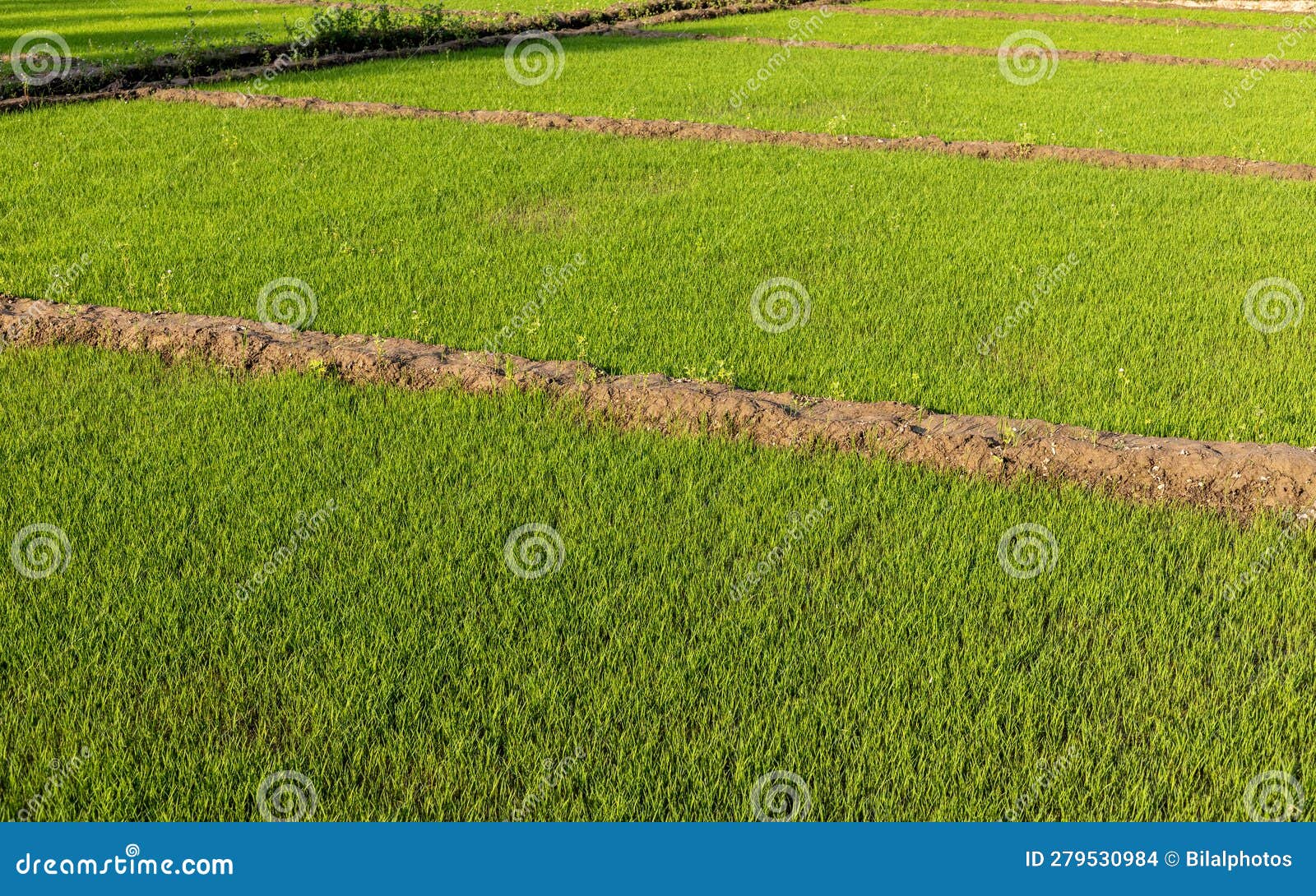 The Initial Phase of Rice Crop in the Field Stock Photo - Image of ...