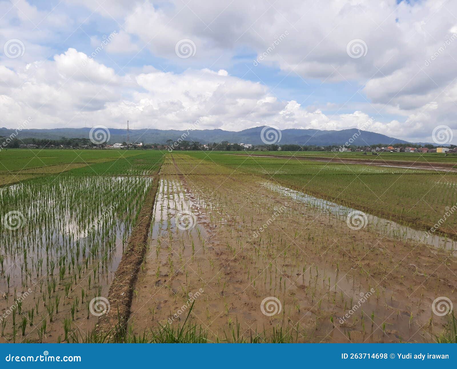 The Initial Process of Rice Cultivation Stock Photo - Image of ...