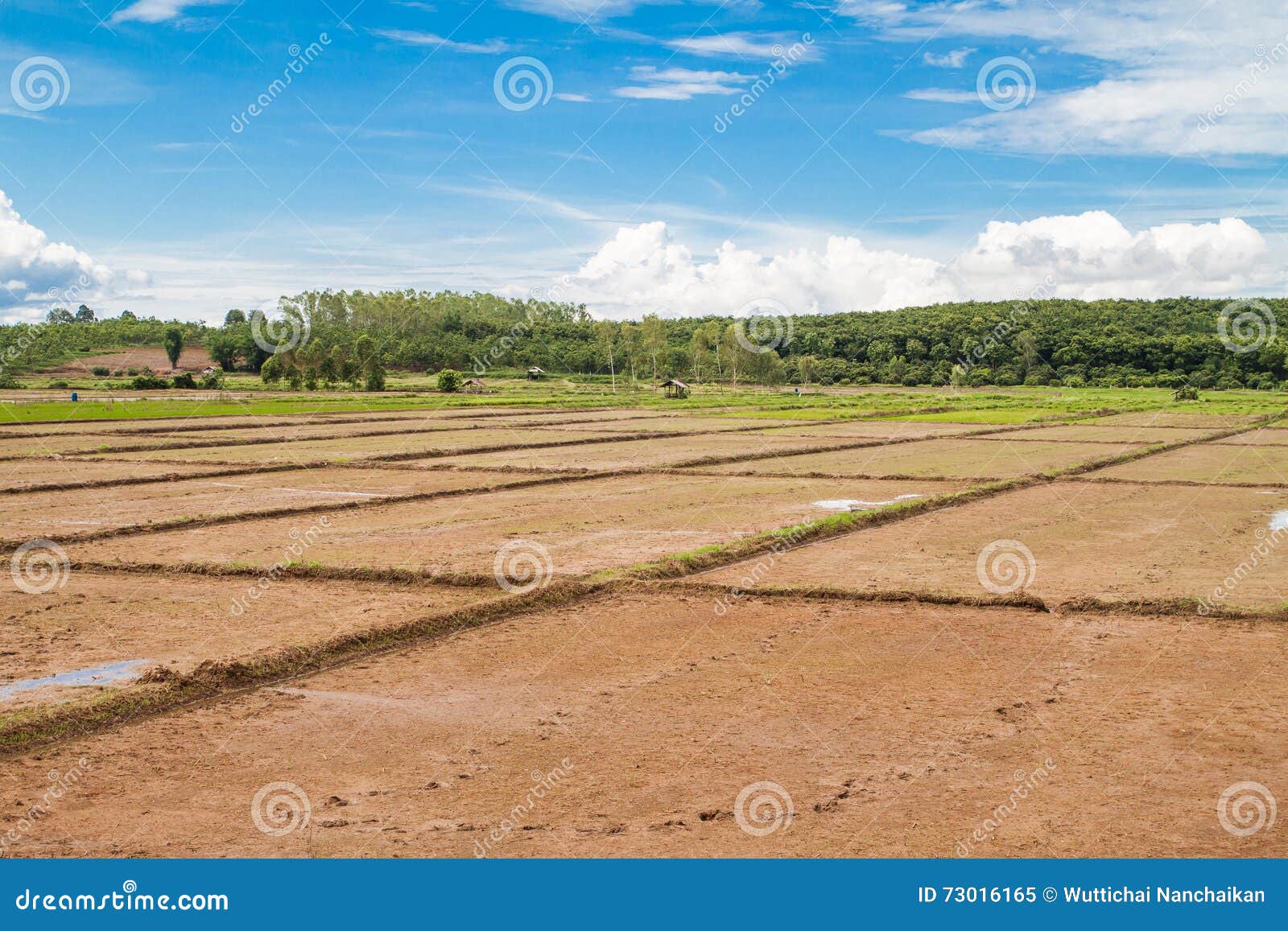 Initial Stages of Rice in the Plain Stock Image - Image of farmer, asia ...