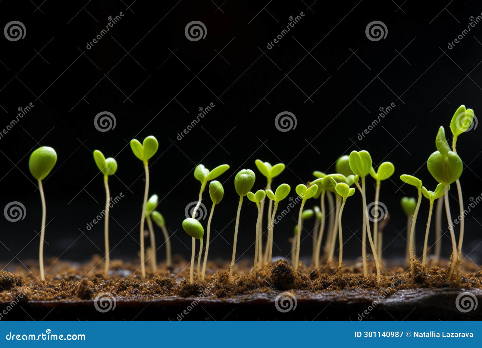 The Initial Stages of Seed Germination, New Growth,hydroponic Systems ...