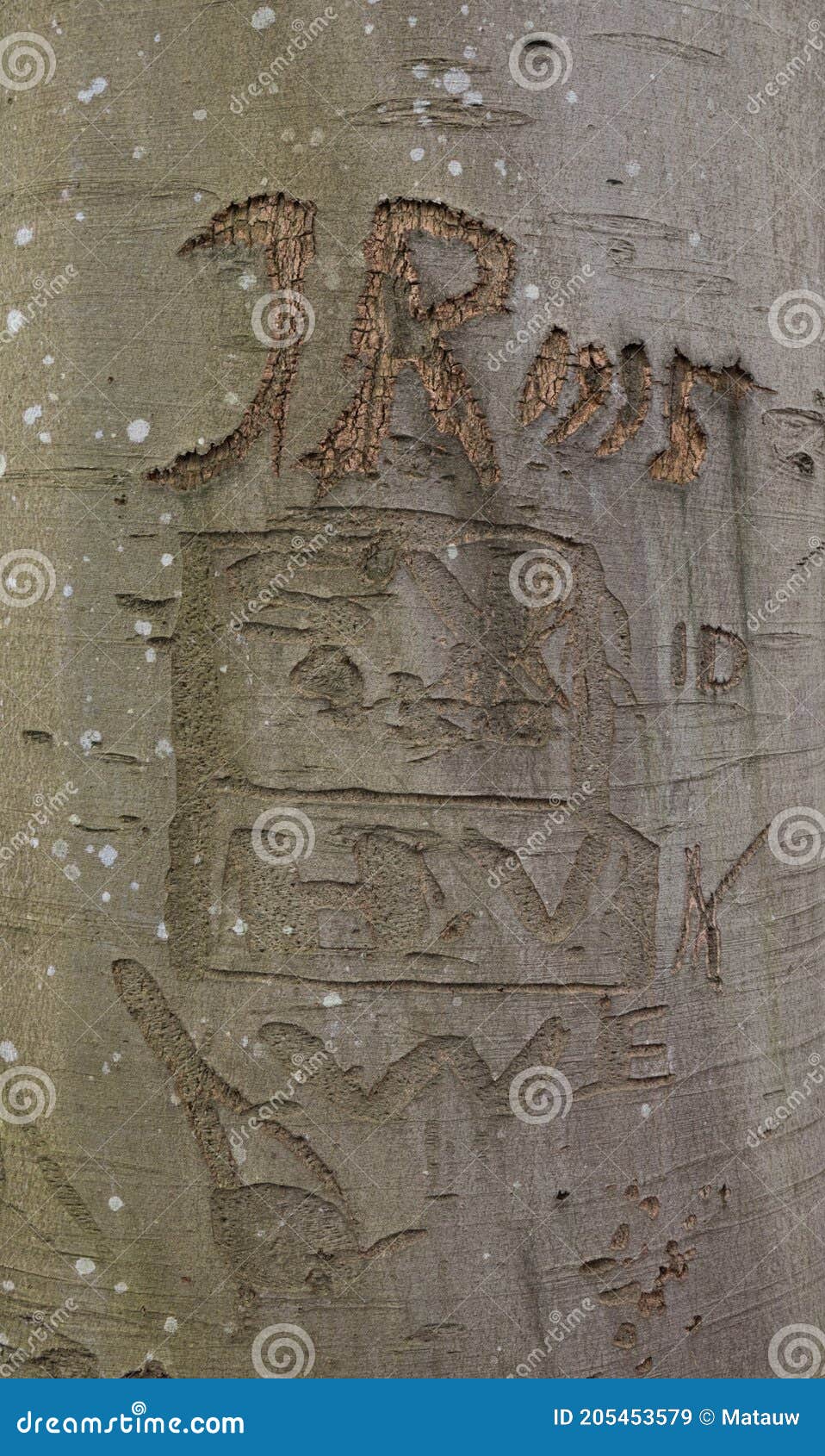 Initials Carved in Bark of Tree Stock Image - Image of scar, forest ...