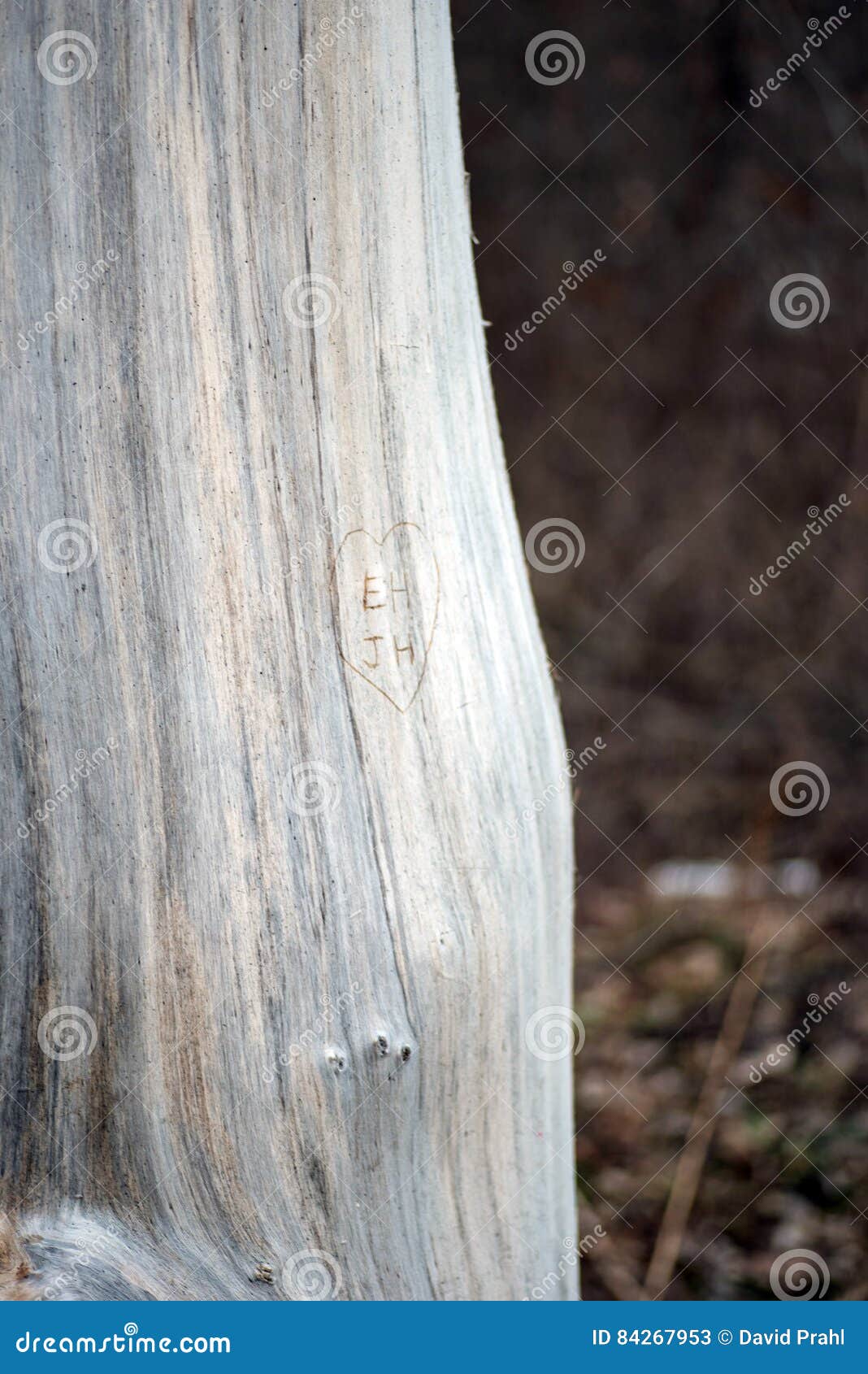 Initials and Heart Carved into Tree Stock Image - Image of initials ...