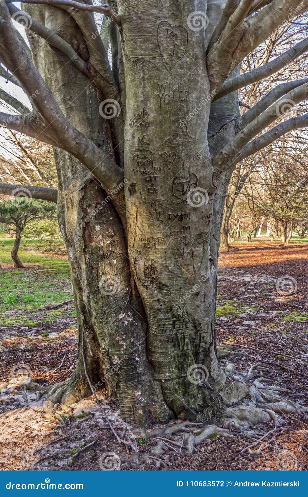 Initials in Tree Trunk stock photo. Image of inscription - 110683572