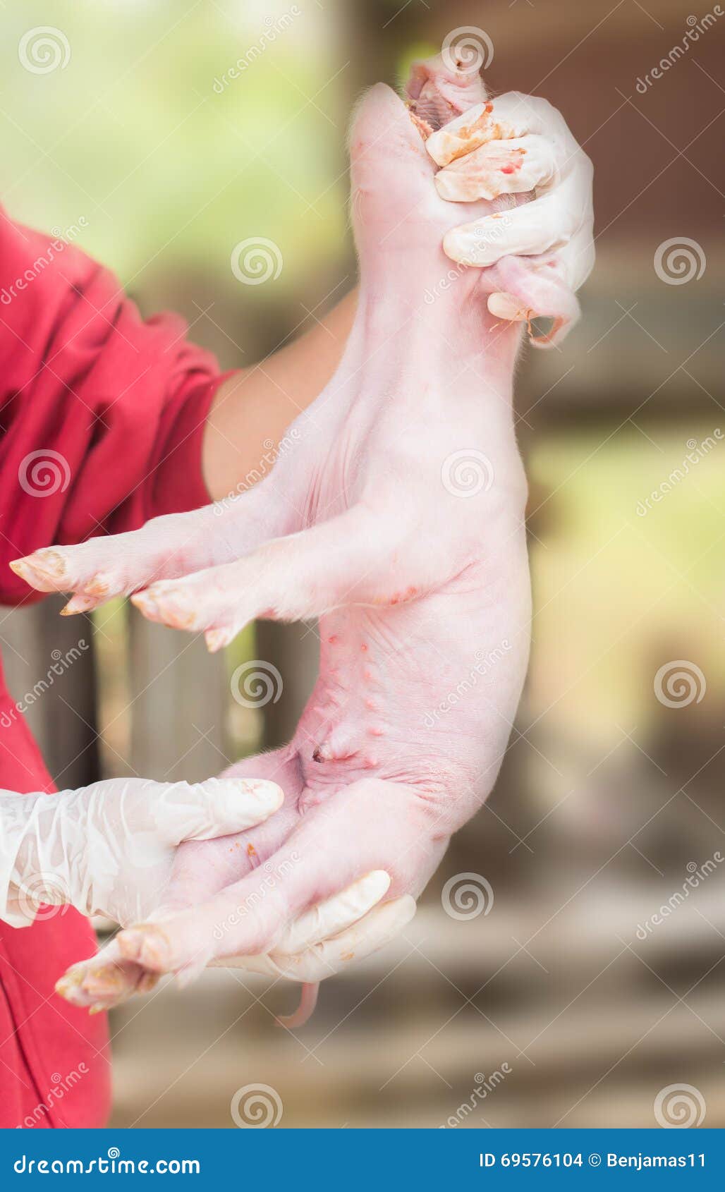 Inject pig stock photo. Image of drugs, injection, medicament - 69576104