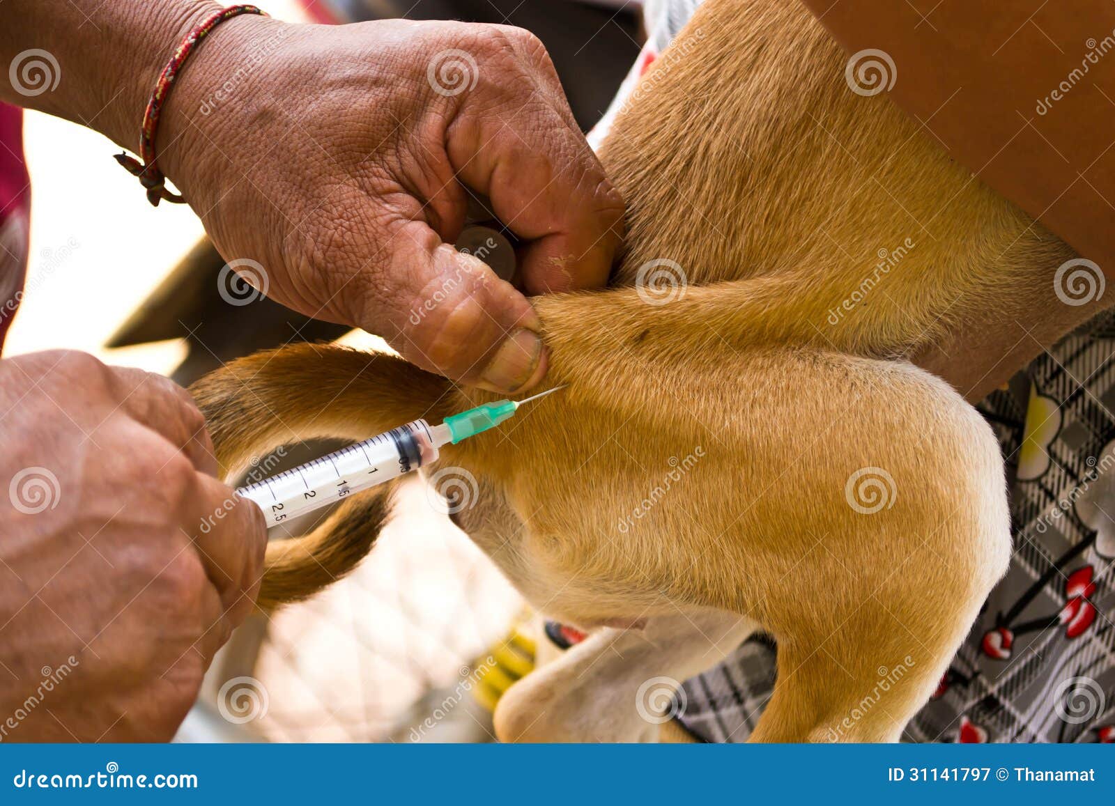 Injected Dogs To Prevent Rabies Stock Image - Image of medicine, sick ...