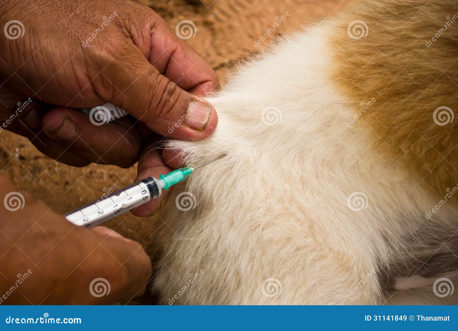 Injected Dogs To Prevent Rabies Stock Image - Image of care, person ...