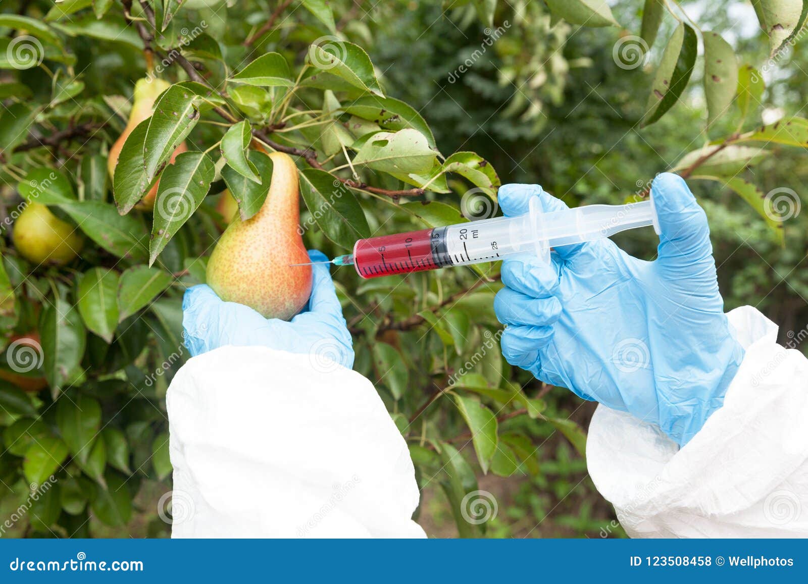 Genetically Modified Fruit, Injecting Artificial Color in Pears. Stock ...