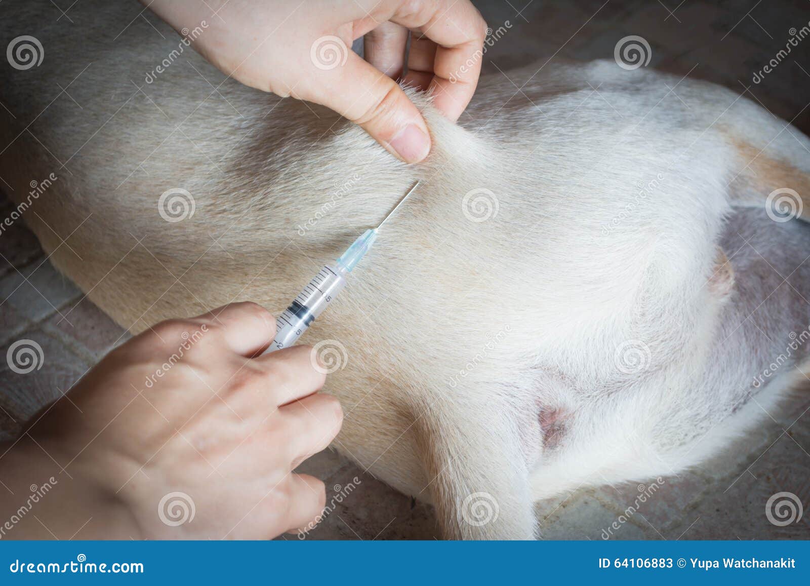 Injecting the dog stock image. Image of care, pedigree - 64106883
