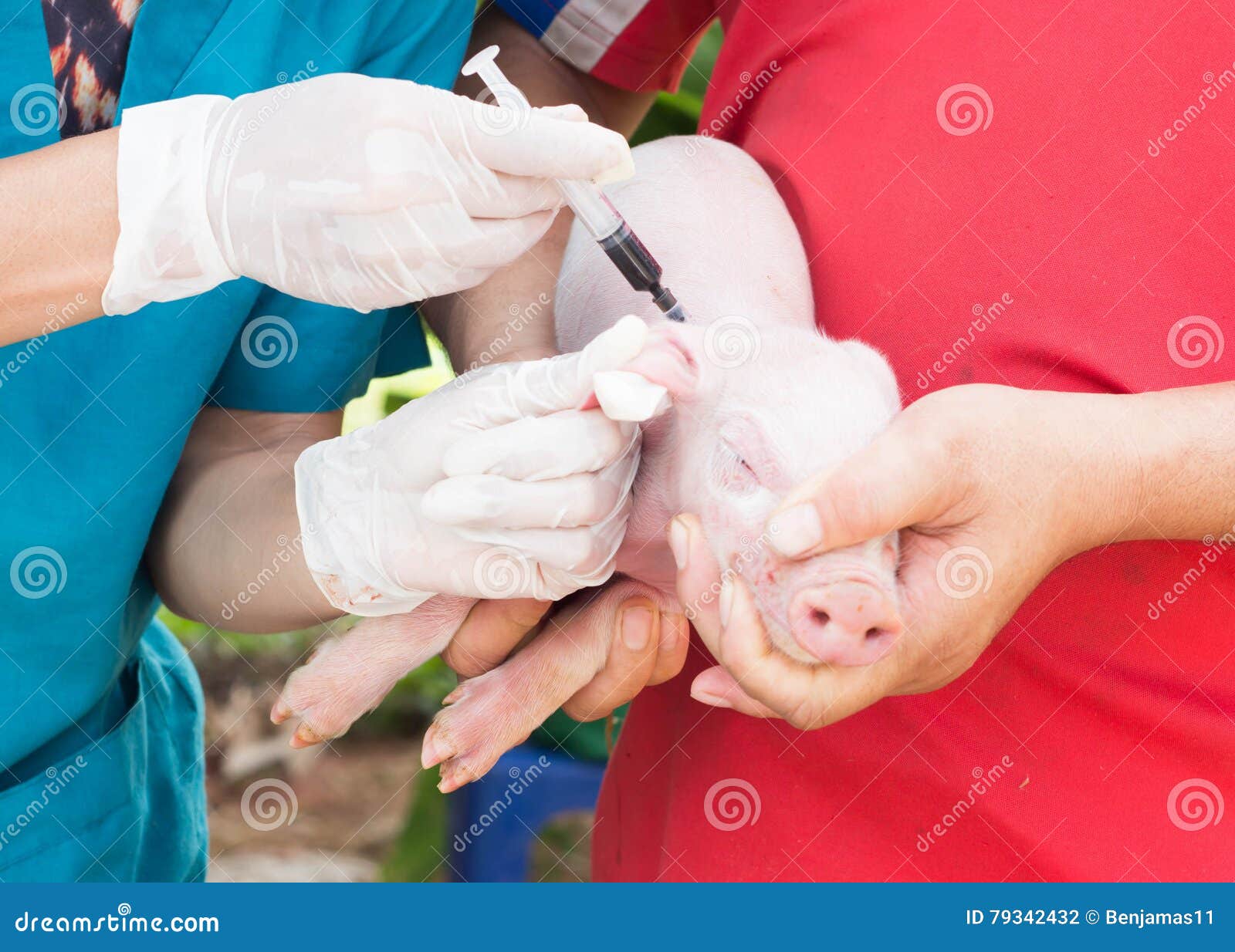 Injecting pigs stock photo. Image of inspector, notes - 79342432
