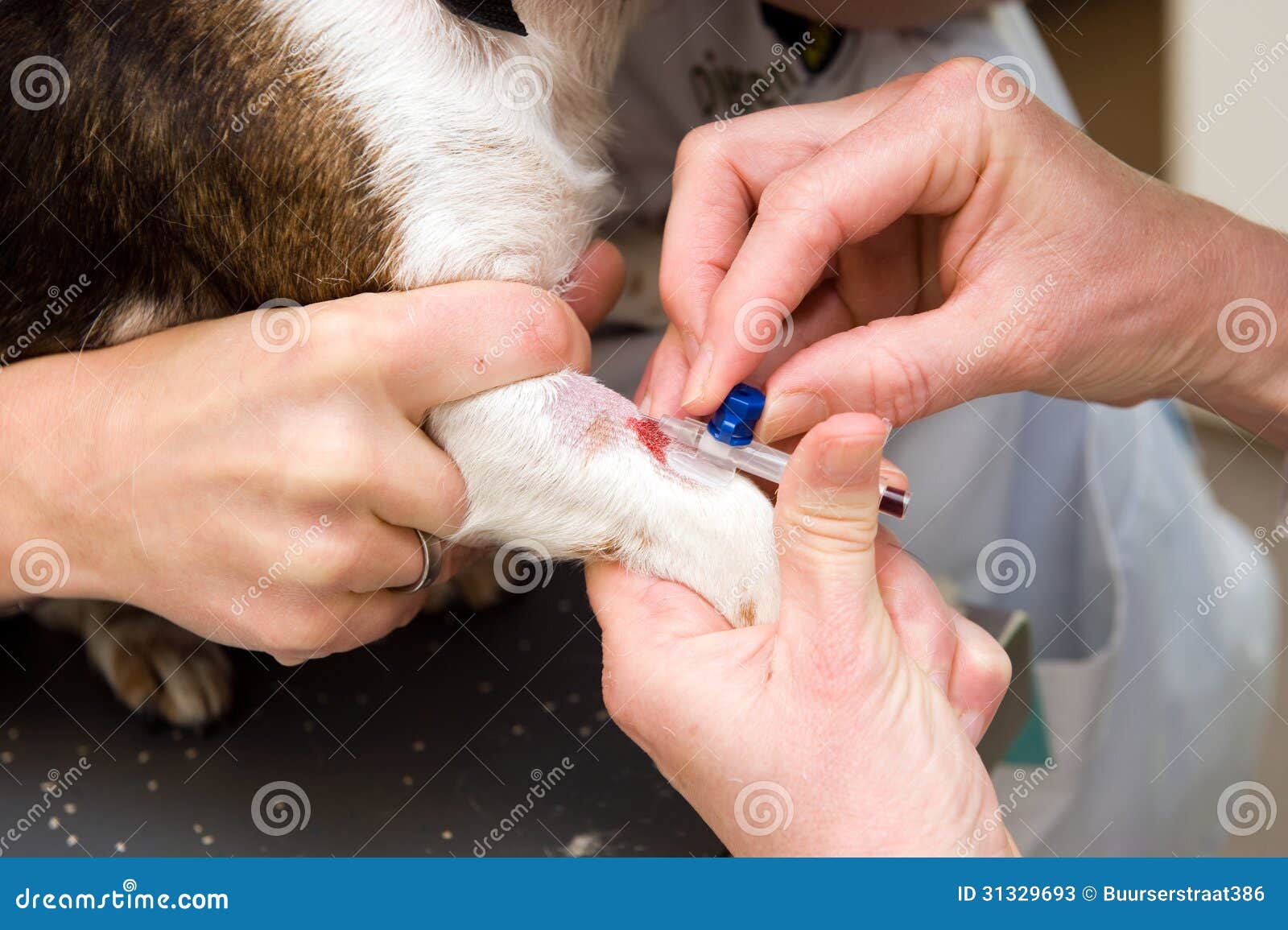 Injection for dog stock image. Image of surgeon, hospital - 31329693
