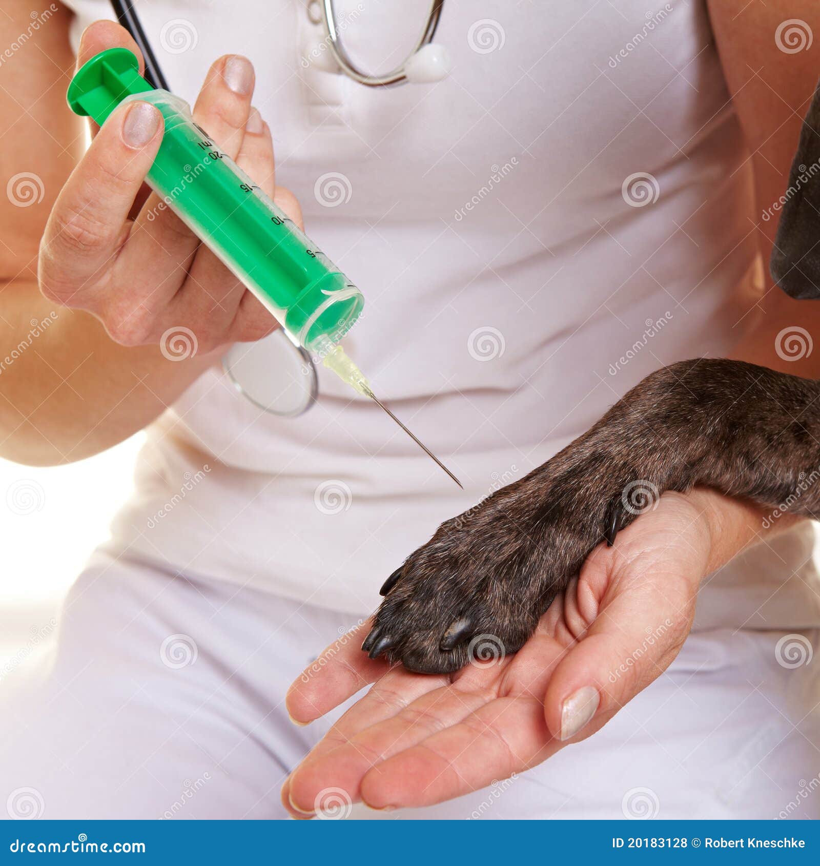 Injection with Syringe in Dog Paw Stock Photo - Image of immunization ...