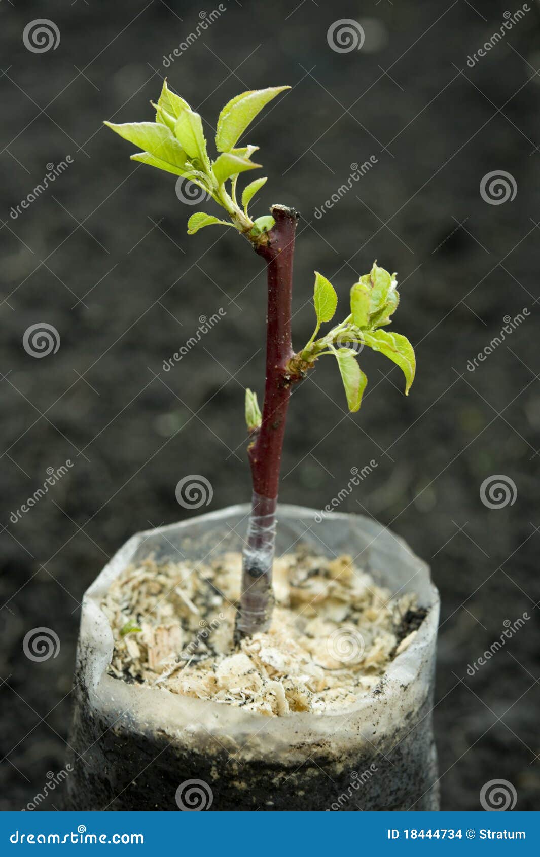 Injerto foto de archivo. Imagen de concepto, principio - 18444734