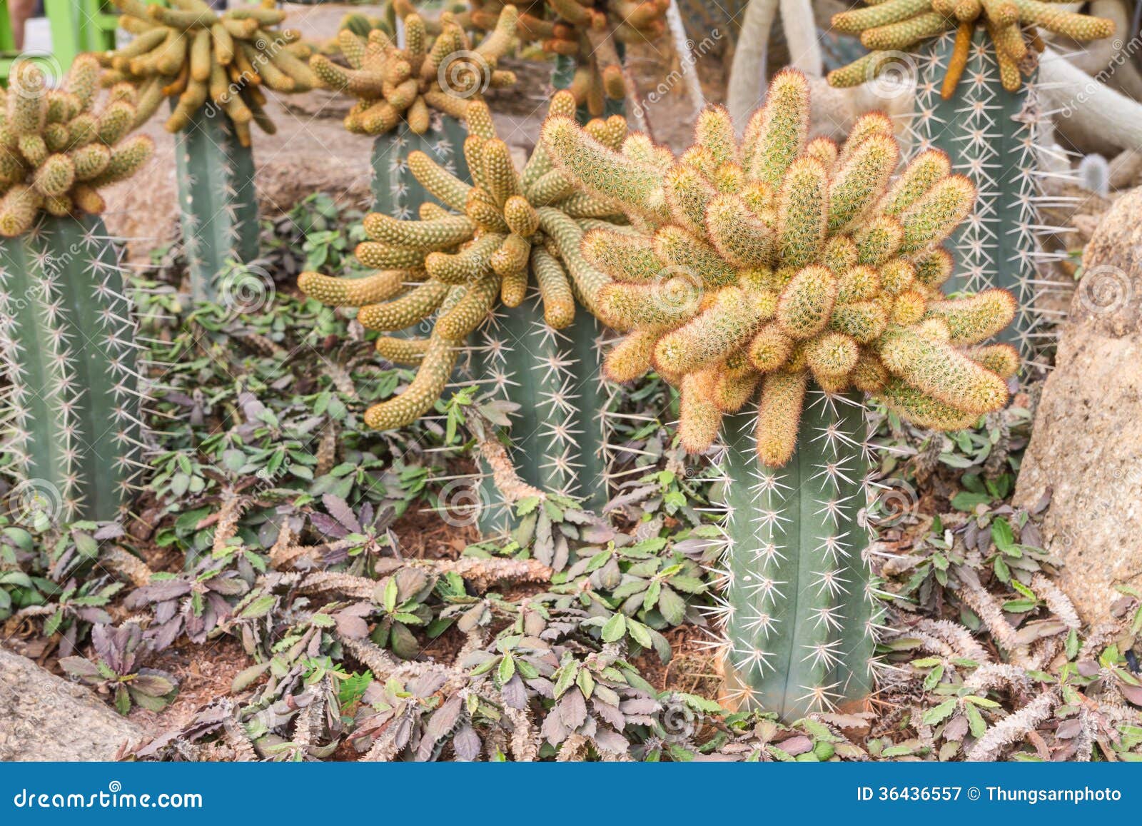 Injerto del cactus imagen de archivo. Imagen de sostenido - 36436557