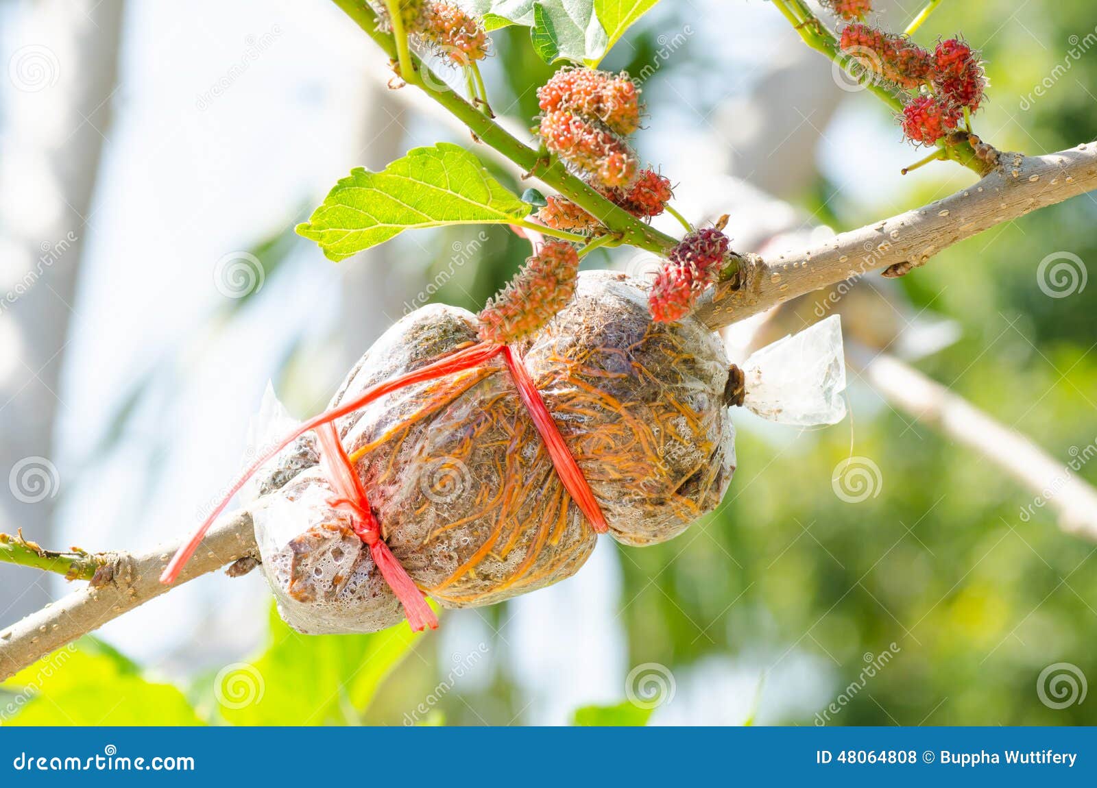 Injerto en árbol de mora foto de archivo. Imagen de técnica - 48064808