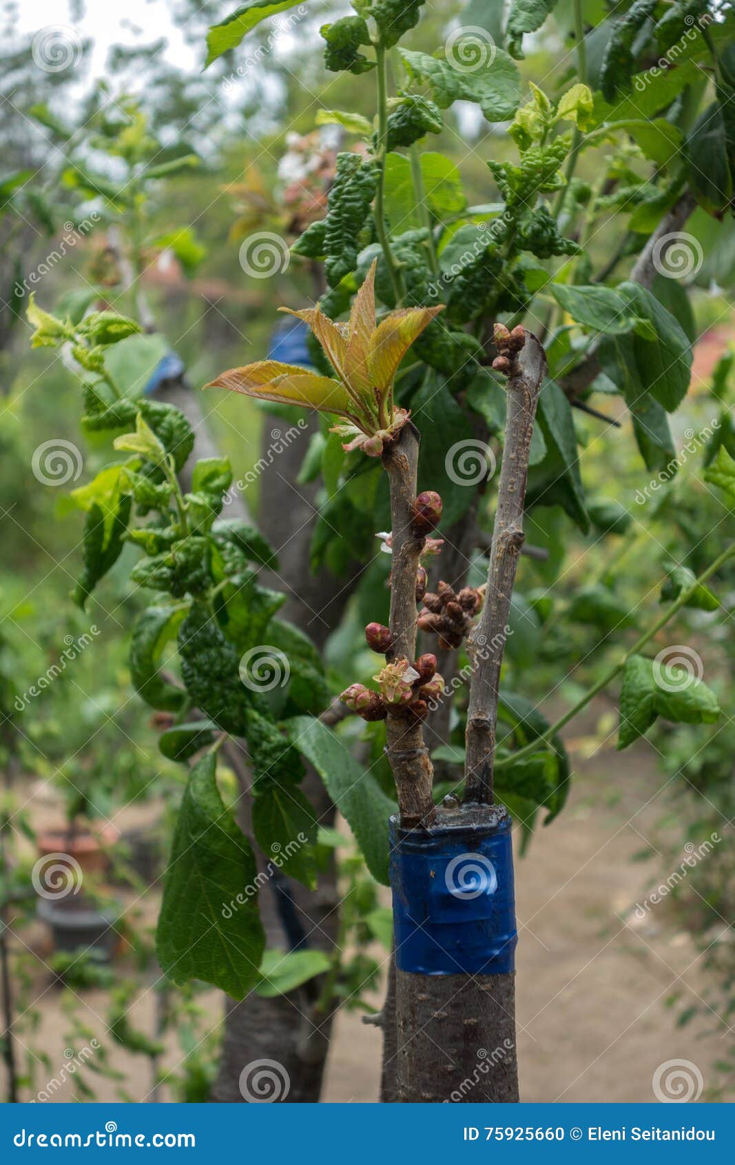 Injerto en árbol frutal foto de archivo. Imagen de injertado - 75925660