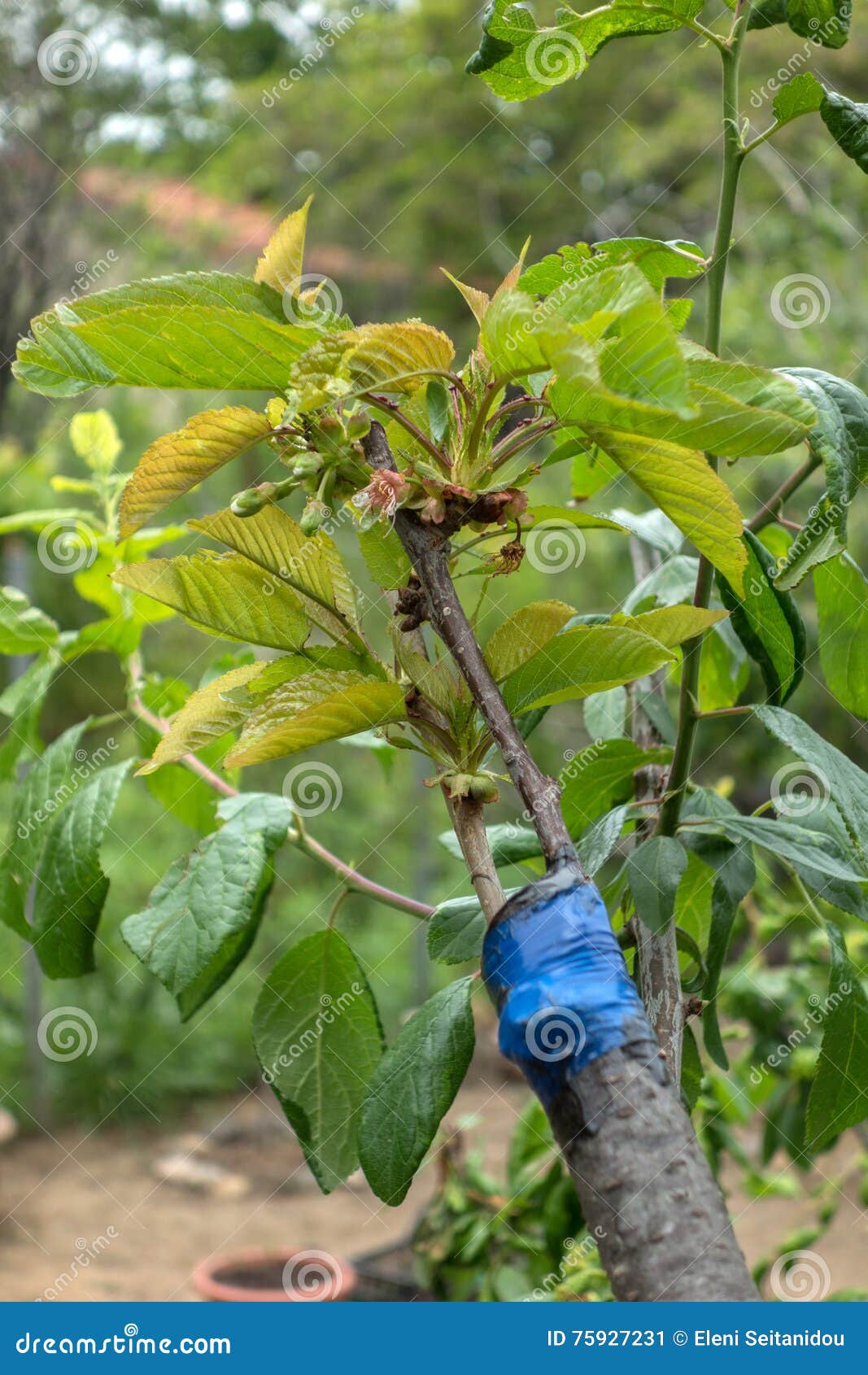 Injerto en árbol frutal imagen de archivo. Imagen de injertado - 75927231