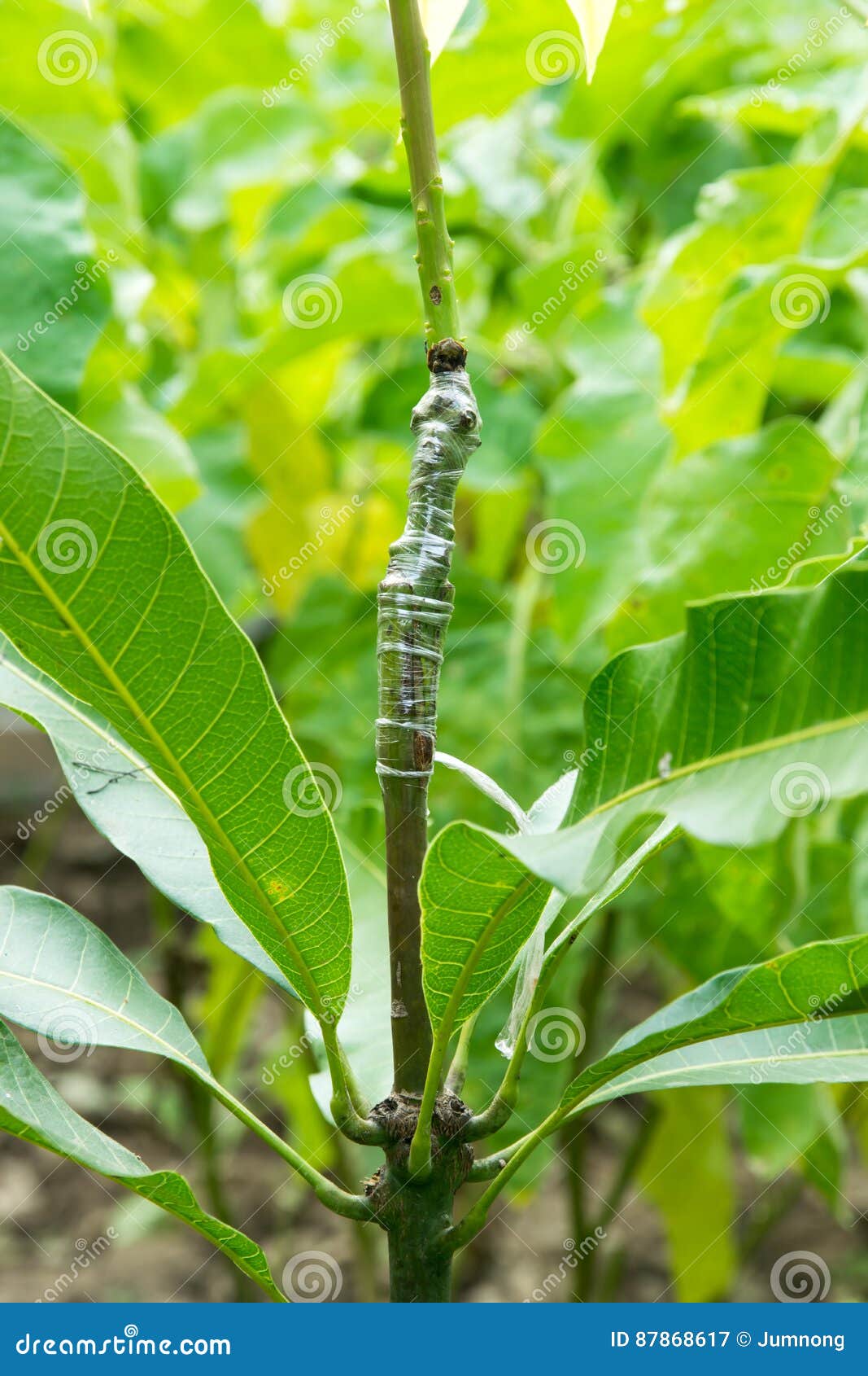 Injerto En Los árboles De Mango Imagen de archivo - Imagen de cubo ...