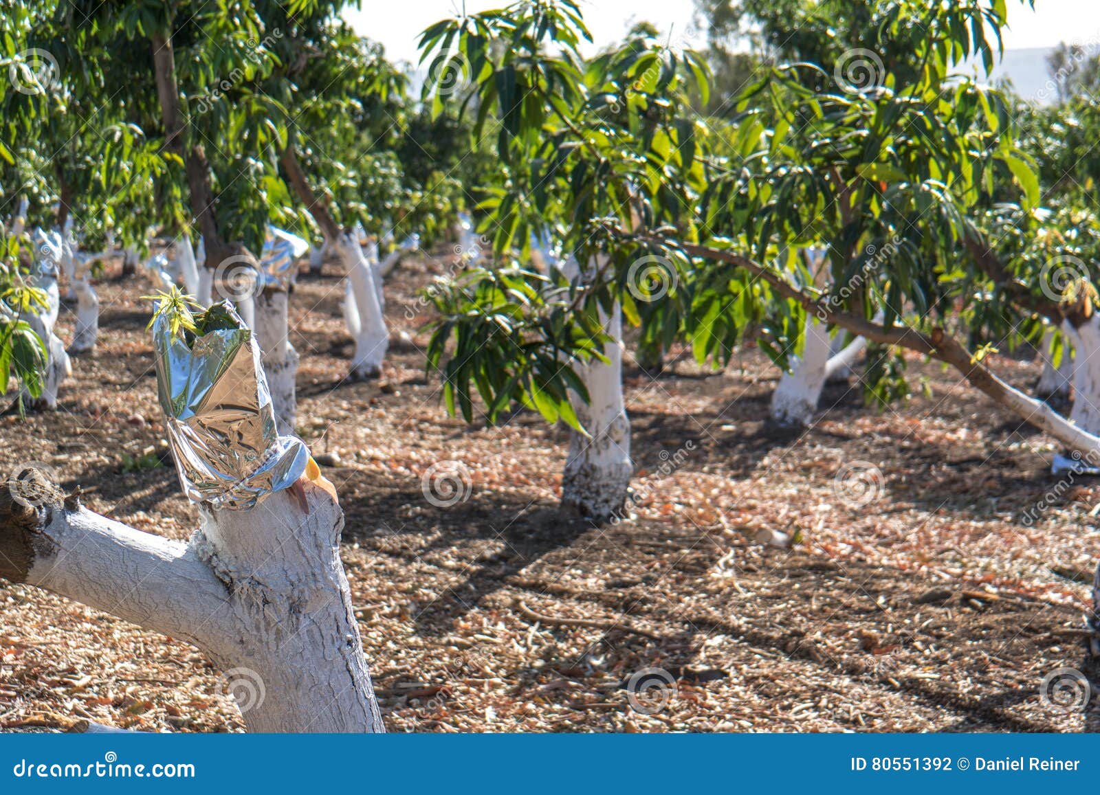 Injerto En Un árbol De Mango Foto de archivo - Imagen de exterior ...