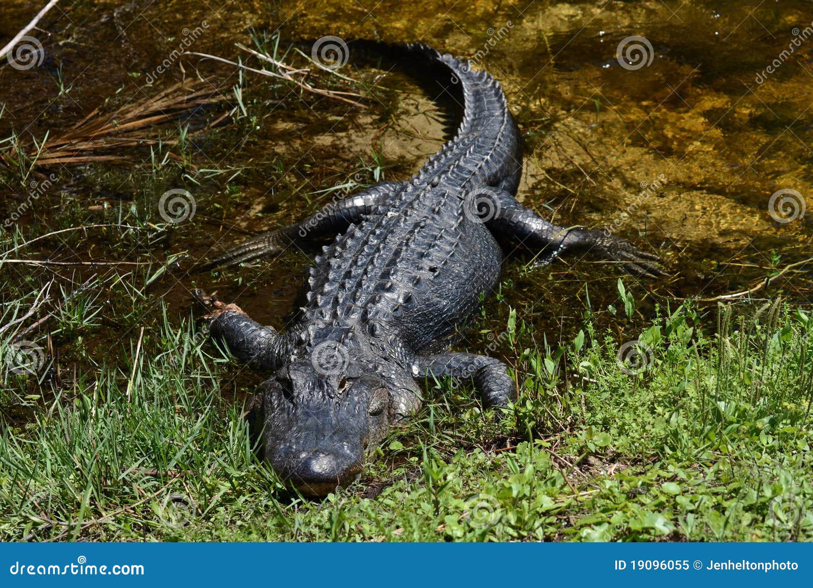 Injured Alligator stock image. Image of claws, hunter - 19096055