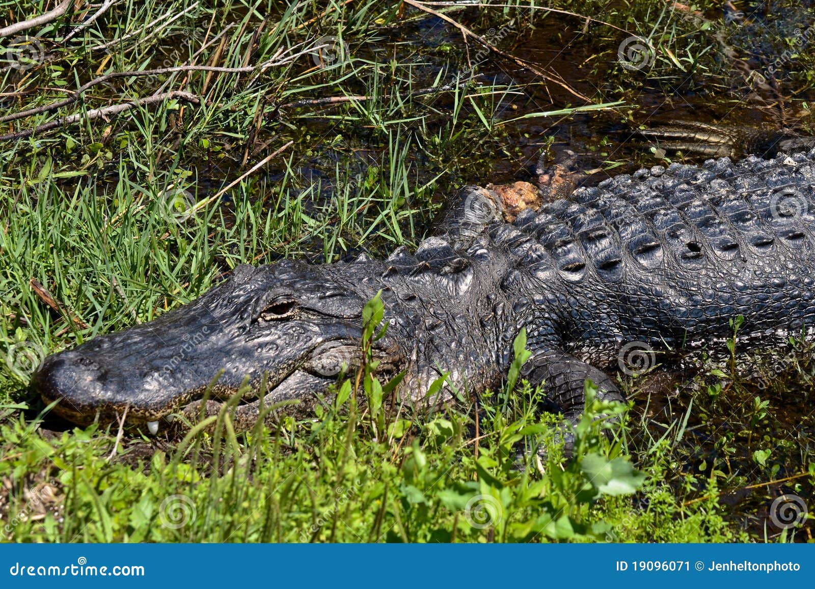 Injured Alligator stock image. Image of hurt, injured - 19096071