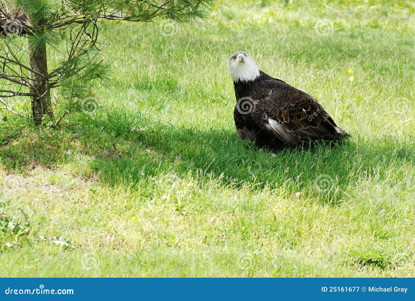 Injured American Bald Eagle Stock Image - Image of bald, outdoors: 25161677