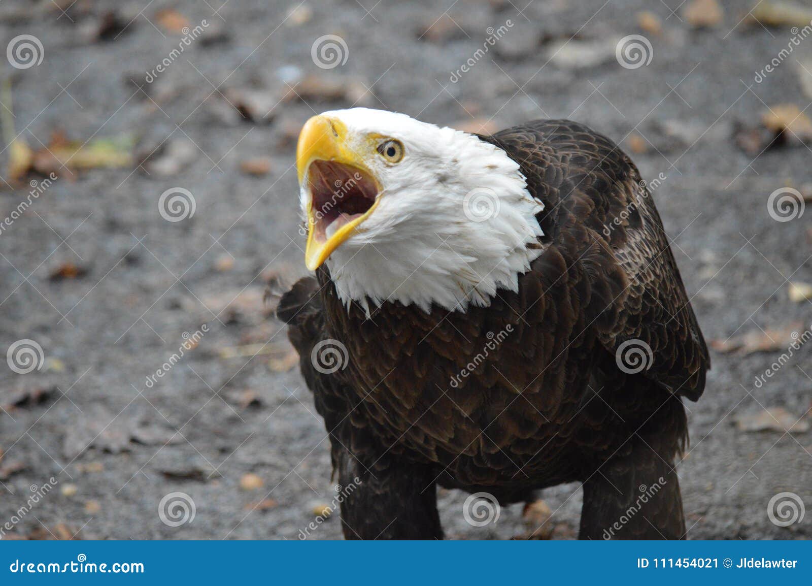 Bald Eag Photos - Free & Royalty-Free Stock Photos from Dreamstime