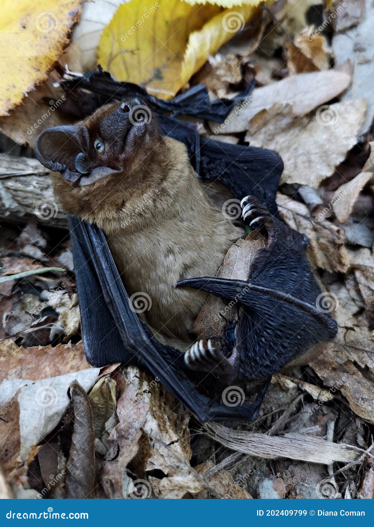 Injured bat on the ground stock image. Image of wild - 202409799