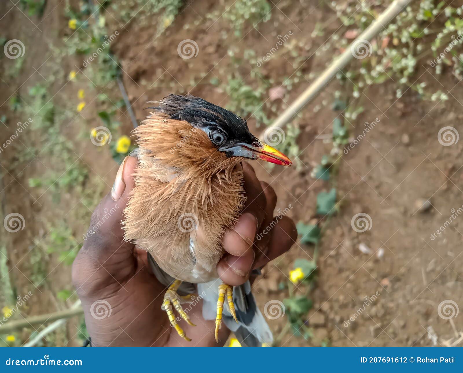 Injured birds hold in hand stock photo. Image of doctor - 207691612