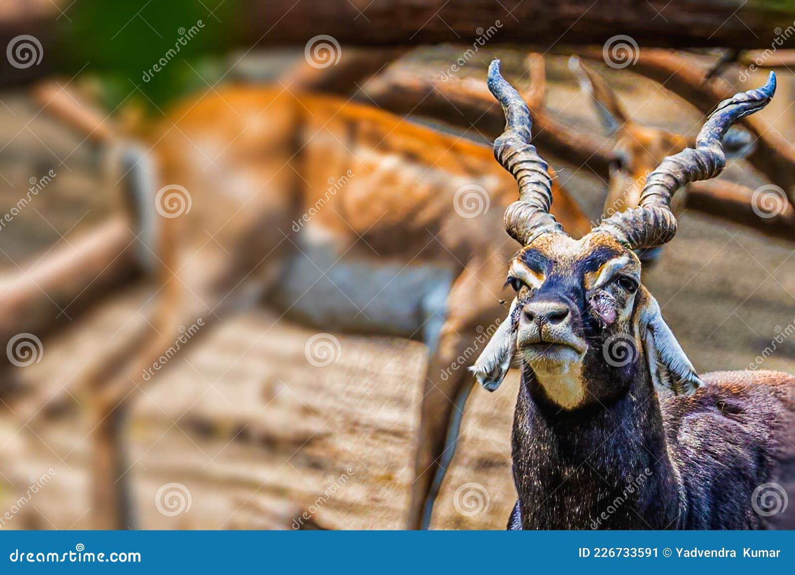 A Injured Black Buck Close Up Stock Image - Image of species, fast ...