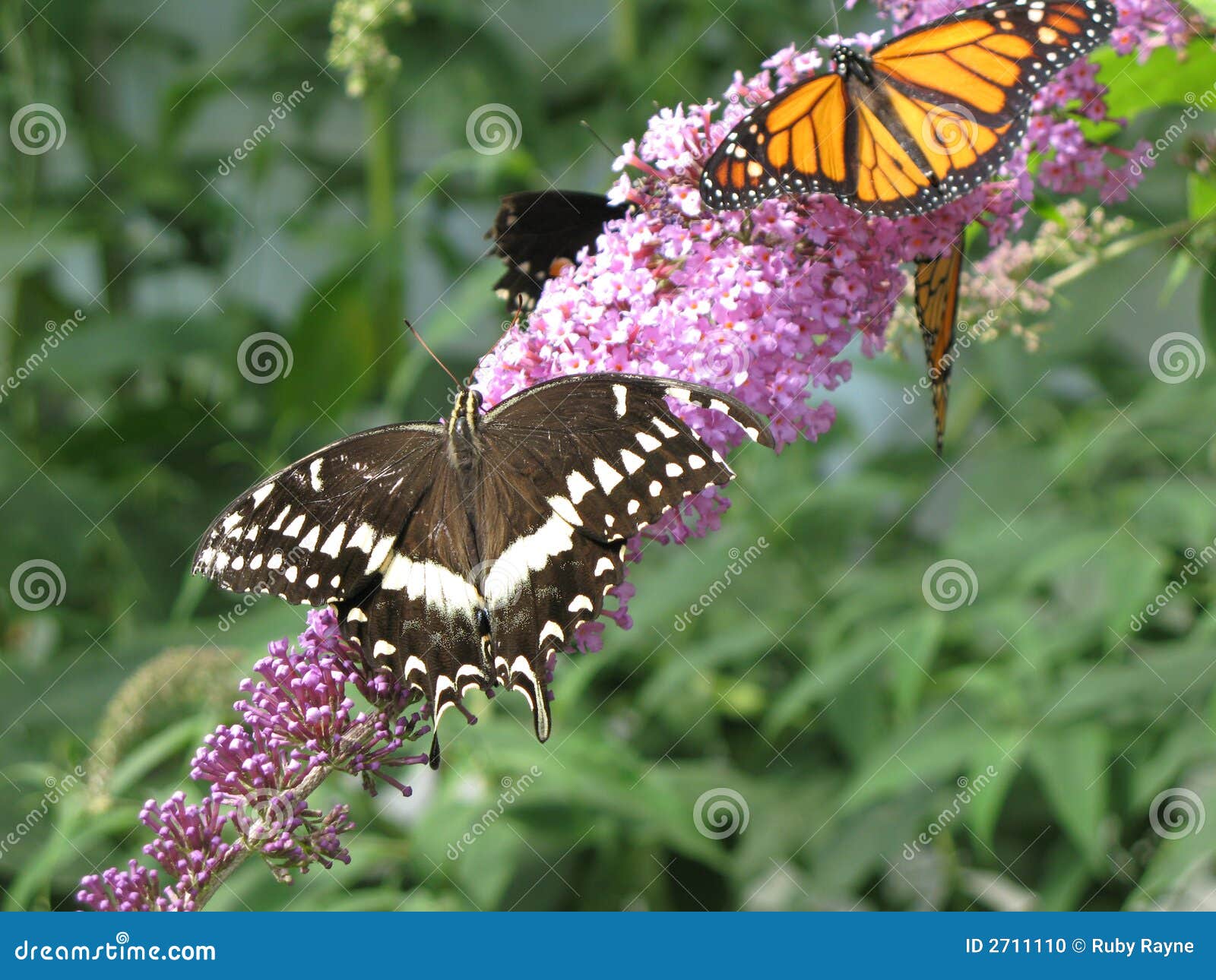 Injured Black Swallowtail stock photo. Image of eastern - 2711110