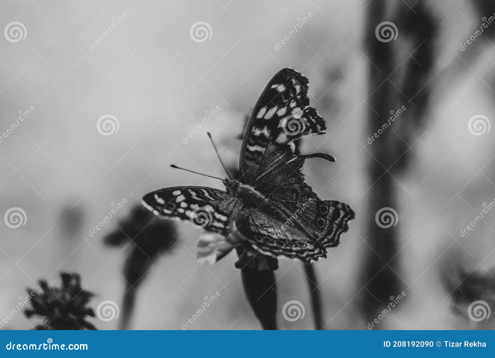 The injured butterfly stock photo. Image of animal, injured - 208192090