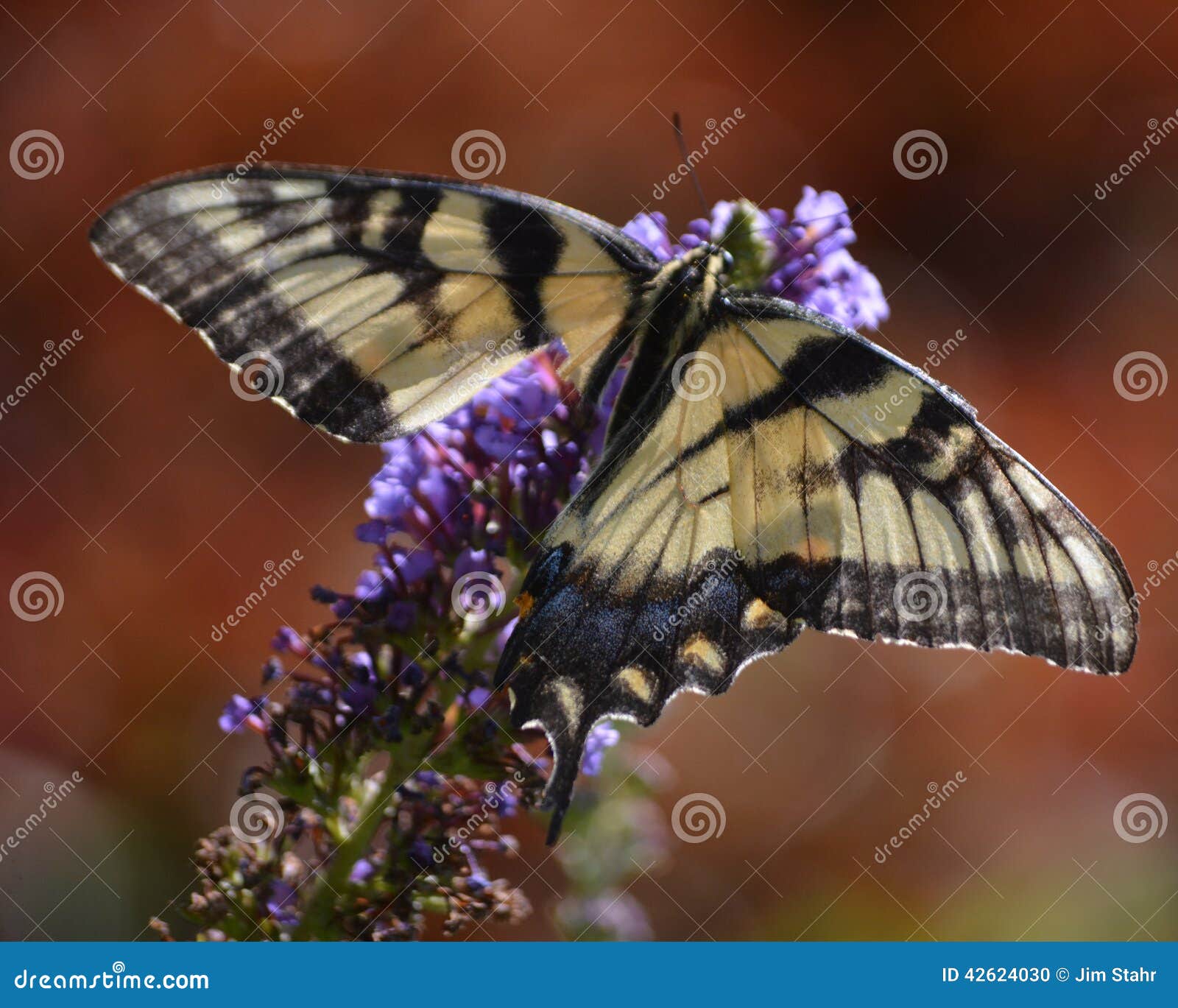 Injured Butterfly stock photo. Image of butterfly, tree - 42624030
