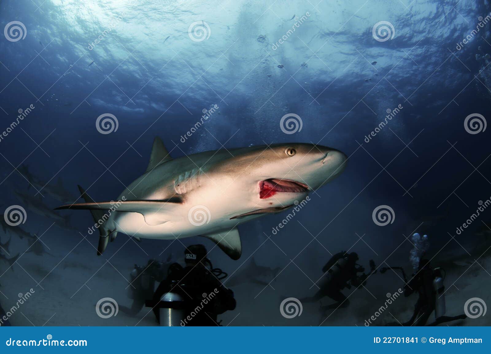 Injured Caribbean Reef Shark Stock Image - Image of remora, fish: 22701841