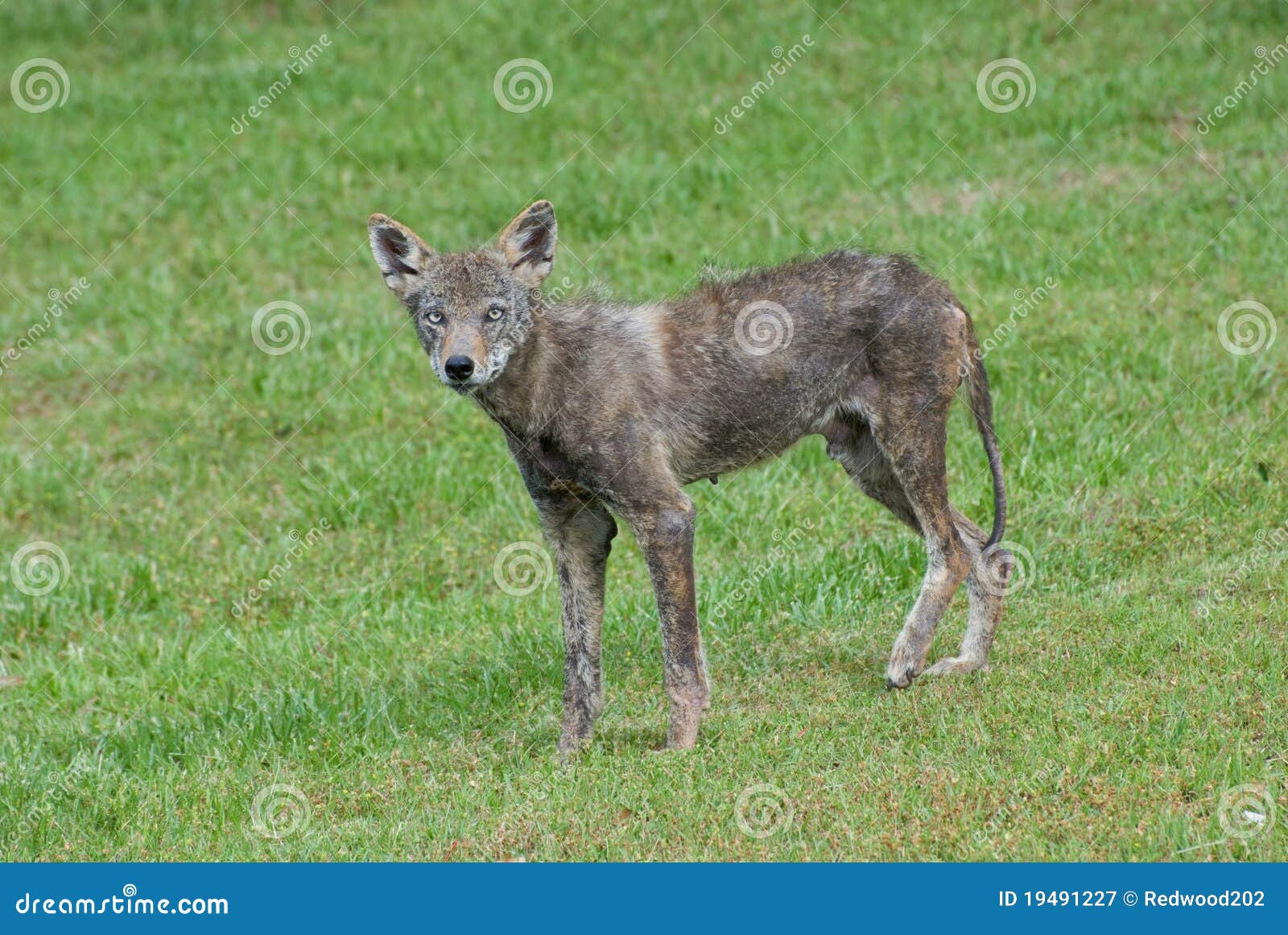 Injured Coyote stock image. Image of coyote, carnivore - 19491227