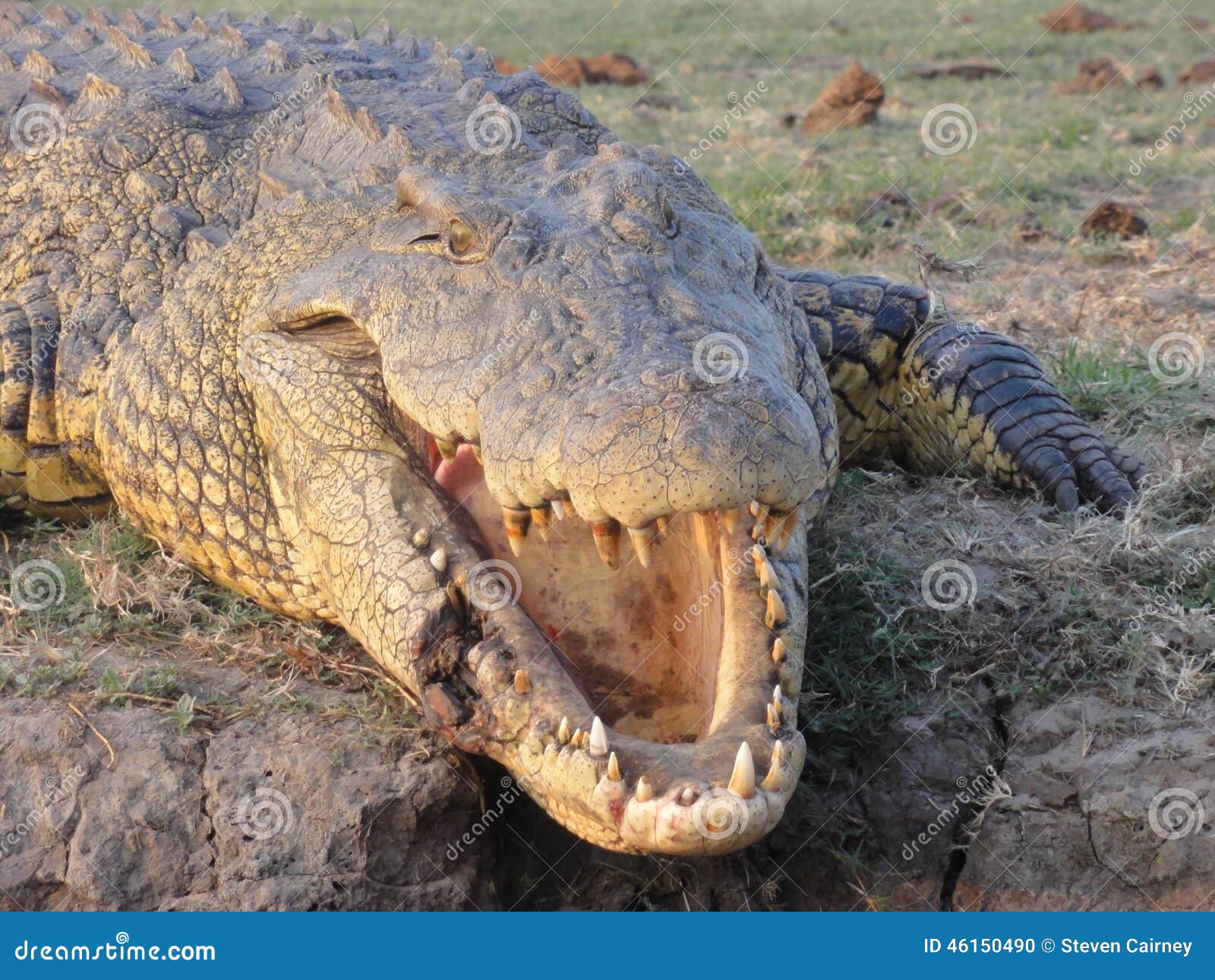 Crocodile stock photo. Image of africa, injured, crocodile - 46150490