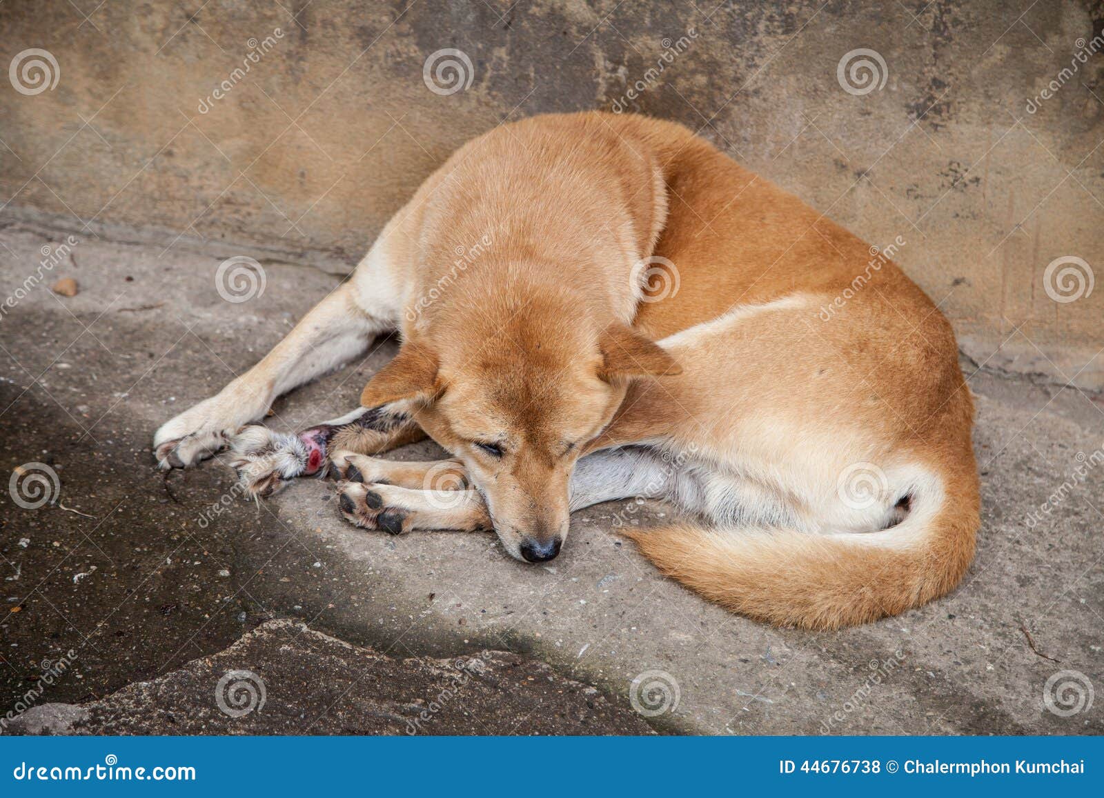 Injured, Disabled Dog Lying on Ground. Stock Photo - Image of sleep ...