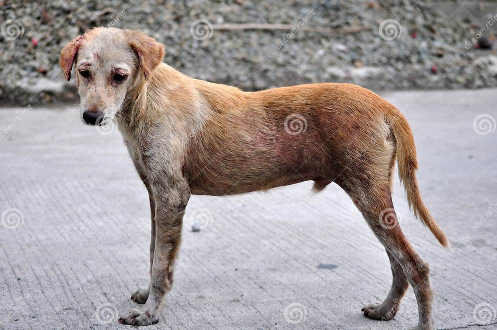 Injured Dog stock image. Image of brown, doggy, leashed - 9123021