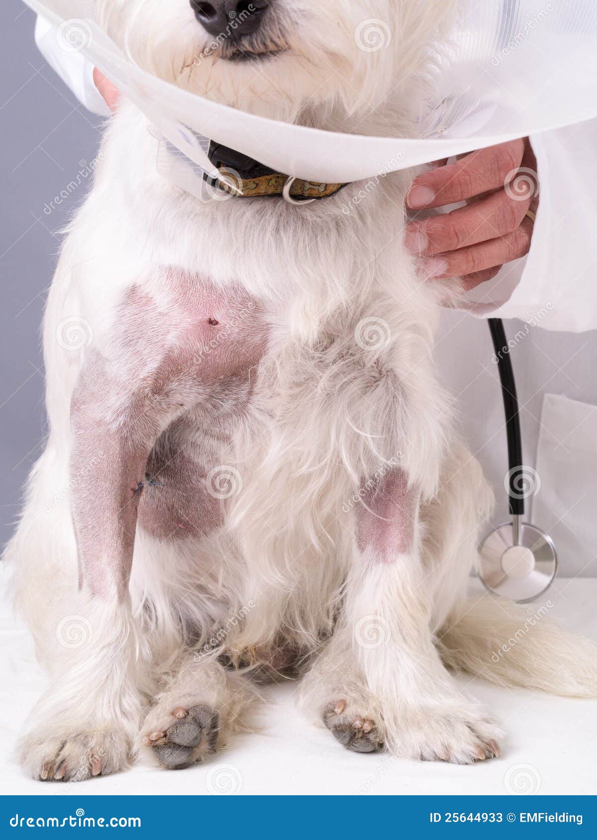 Injured Dog at the Vet stock image. Image of nursing - 25644933