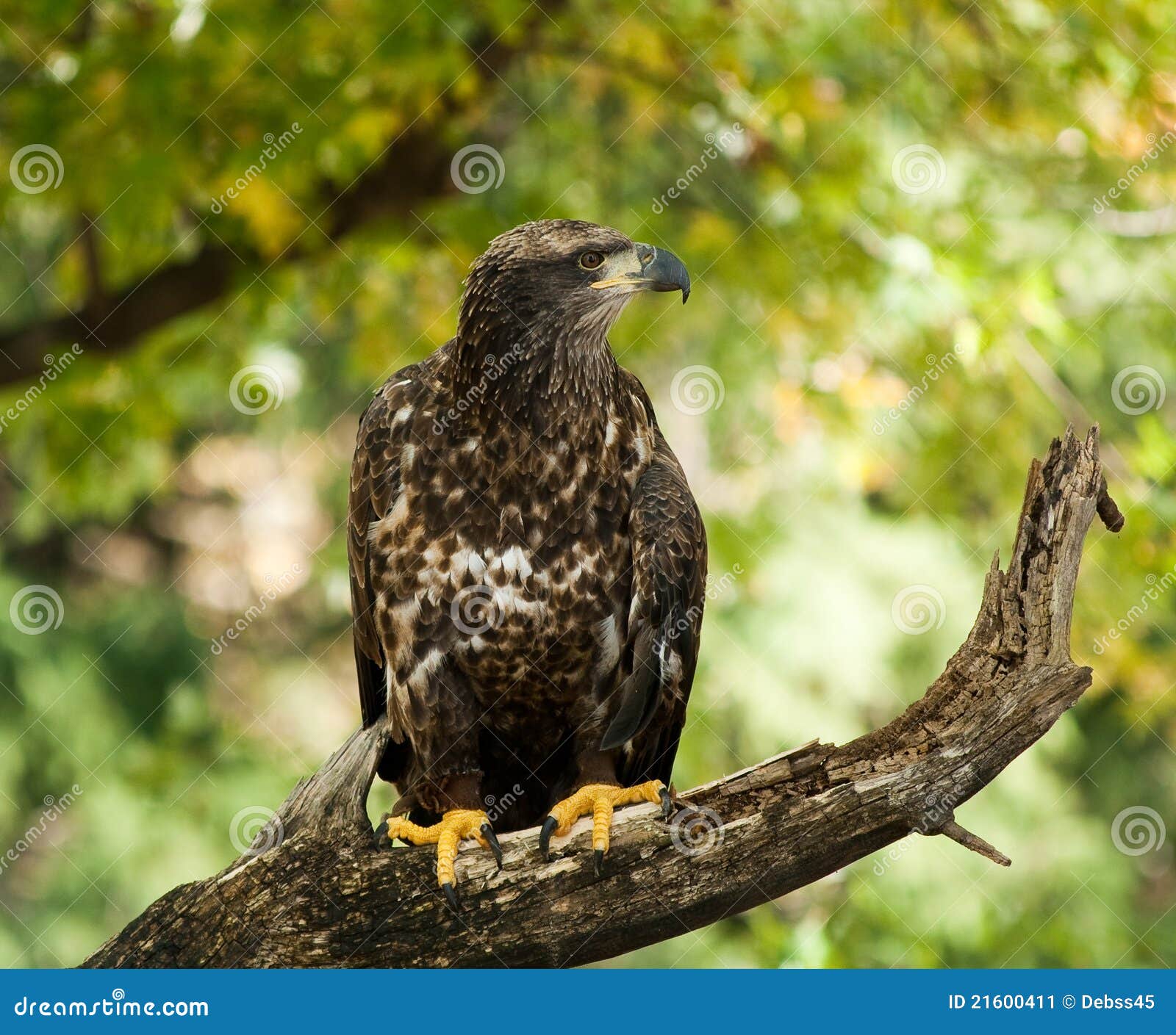 Injured Eagle stock image. Image of bird, raptor, captive - 21600411