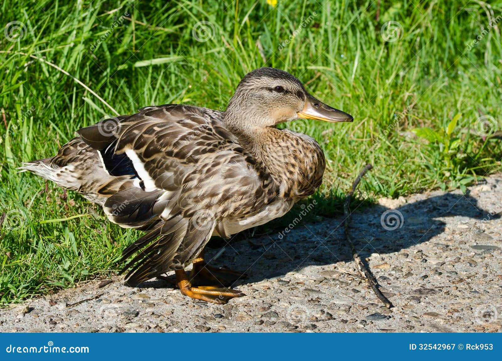 Injured Female Mallard Duck Stock Image - Image of female, mallard ...