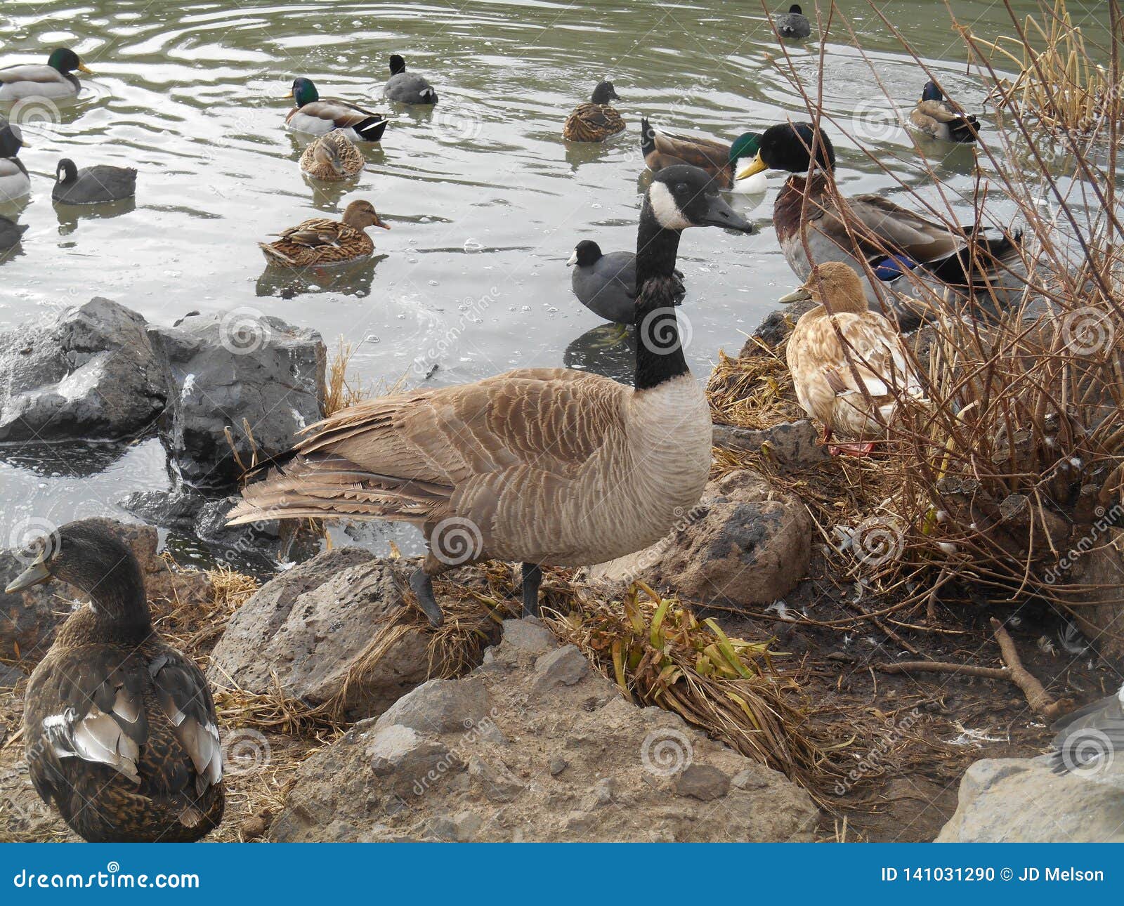 Injured Goose stock photo. Image of goose, surviver - 141031290