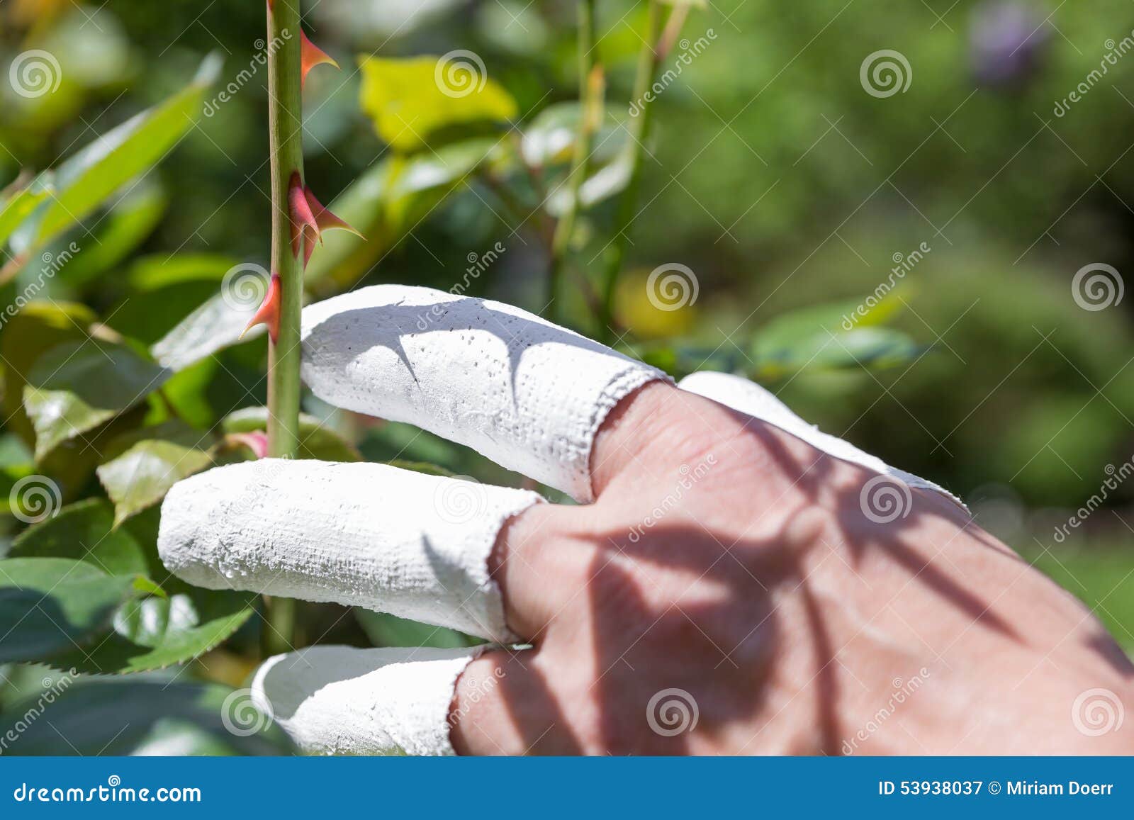 Injured Hand between Thorny Roses Stock Image - Image of bandage, care ...