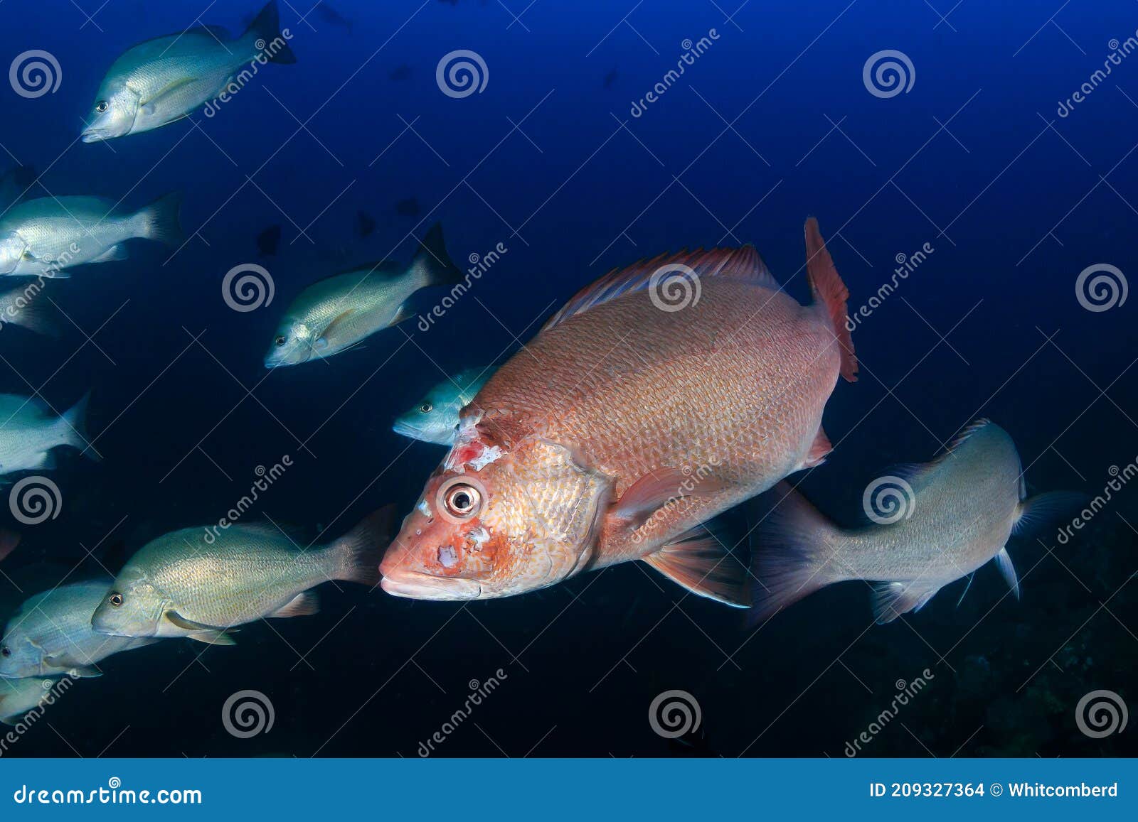 Snapper Blue Strip Lutjanus Notatus Stock Photography | CartoonDealer ...
